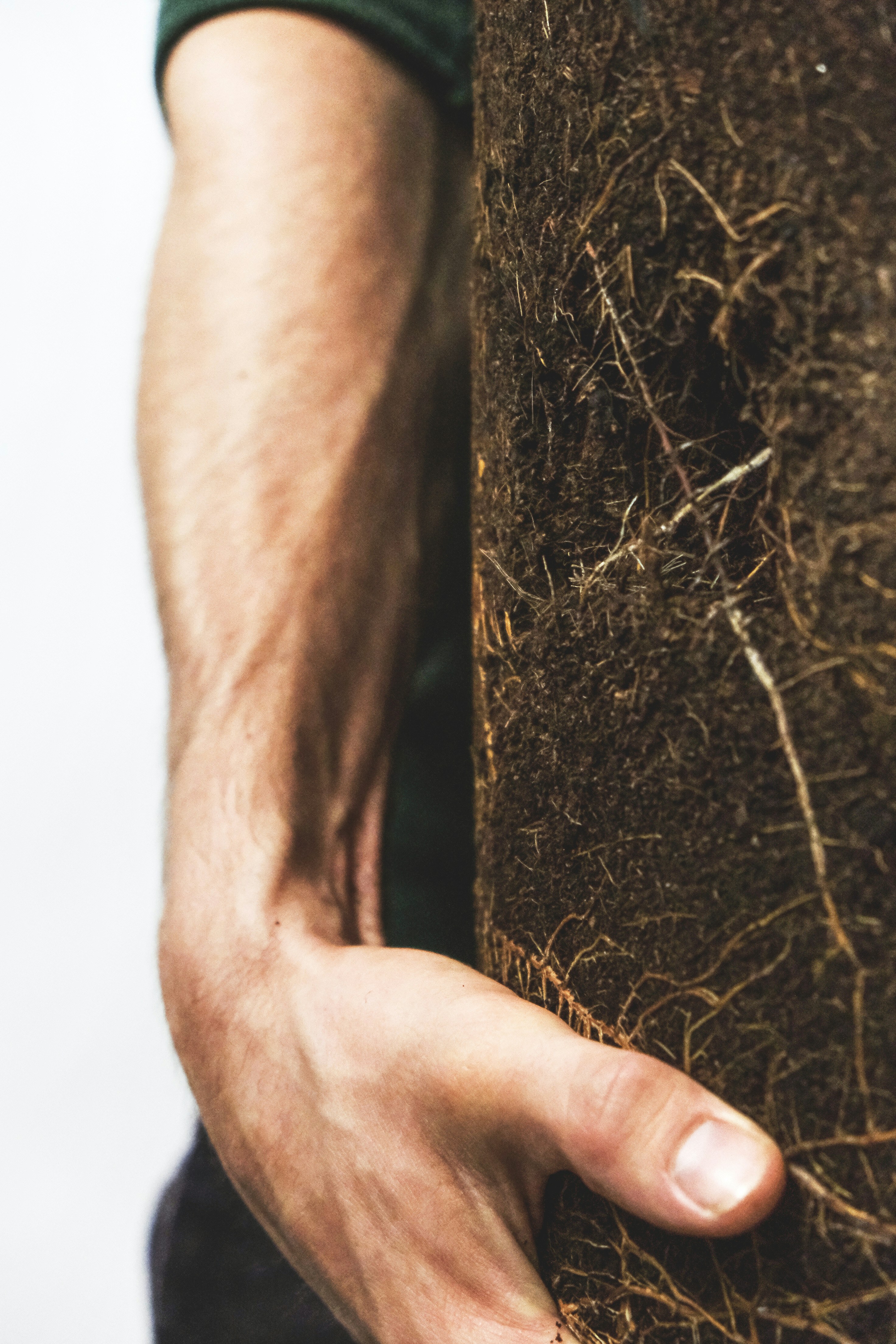 Man holding a Ficus lyrata soil