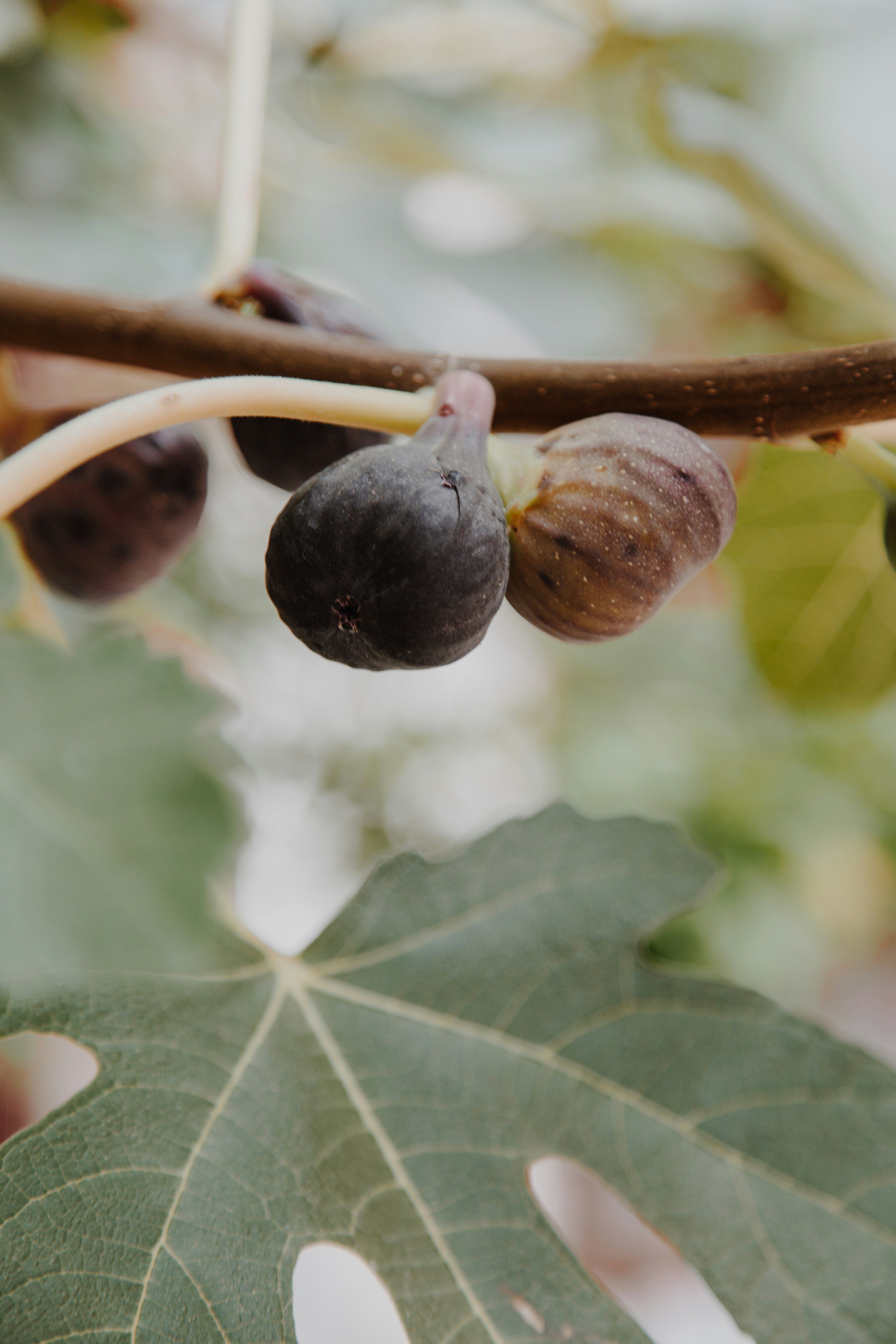 Figs hanging from a tree branch with leaves photo – Free Plant Image on ...