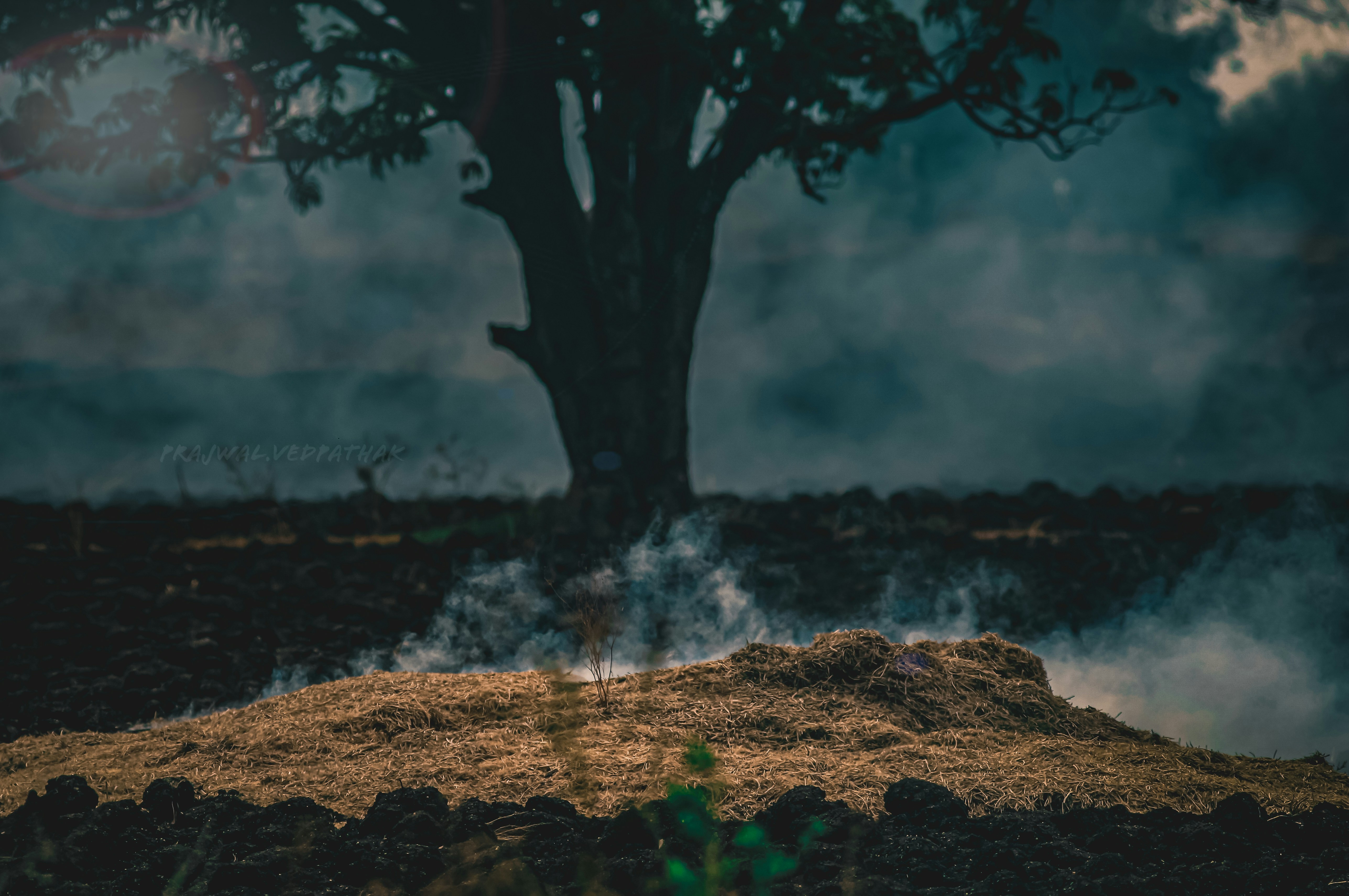 Smoldering mound beneath a solitary tree at dusk