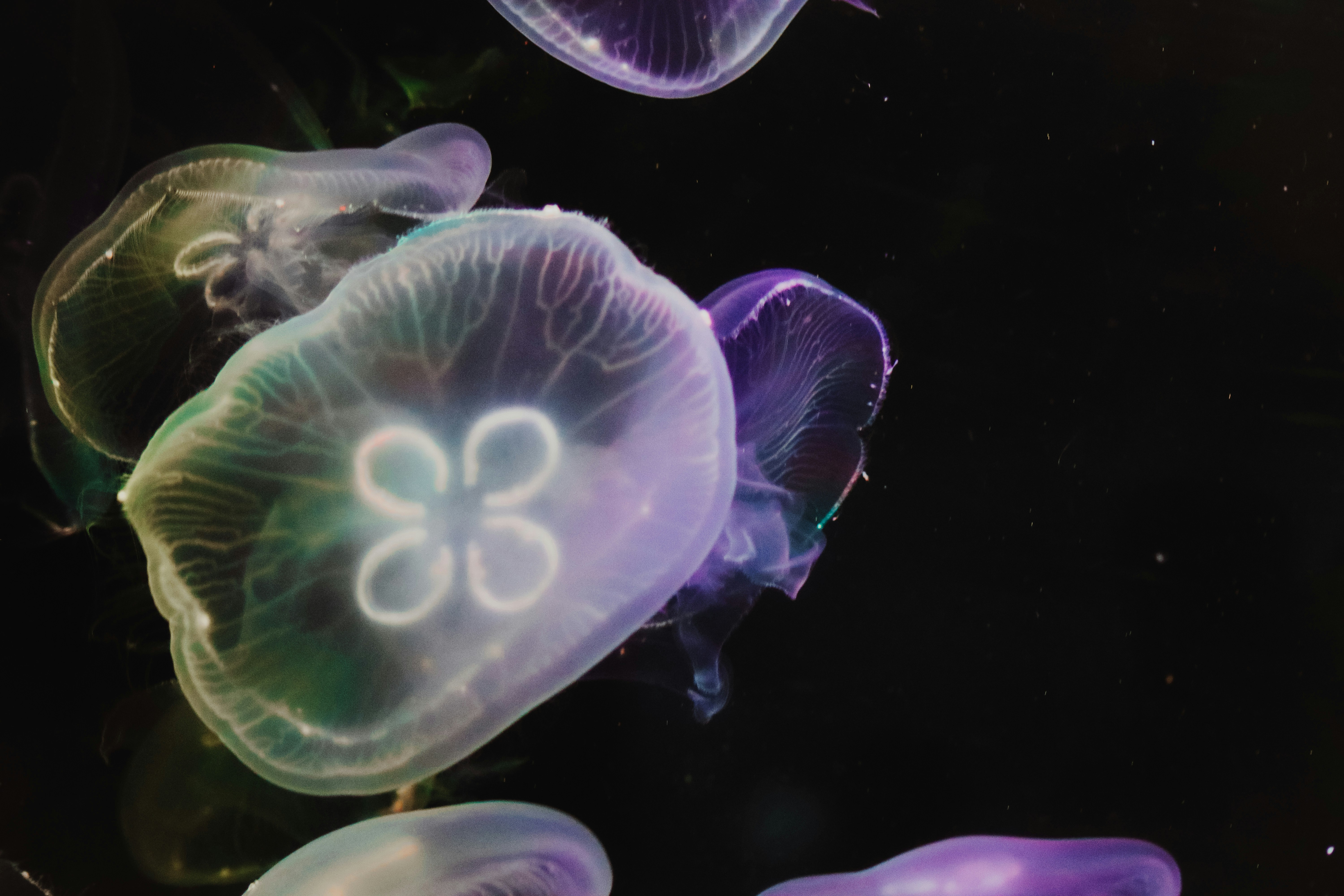 Ethereal Dance of Luminescent Jellyfish