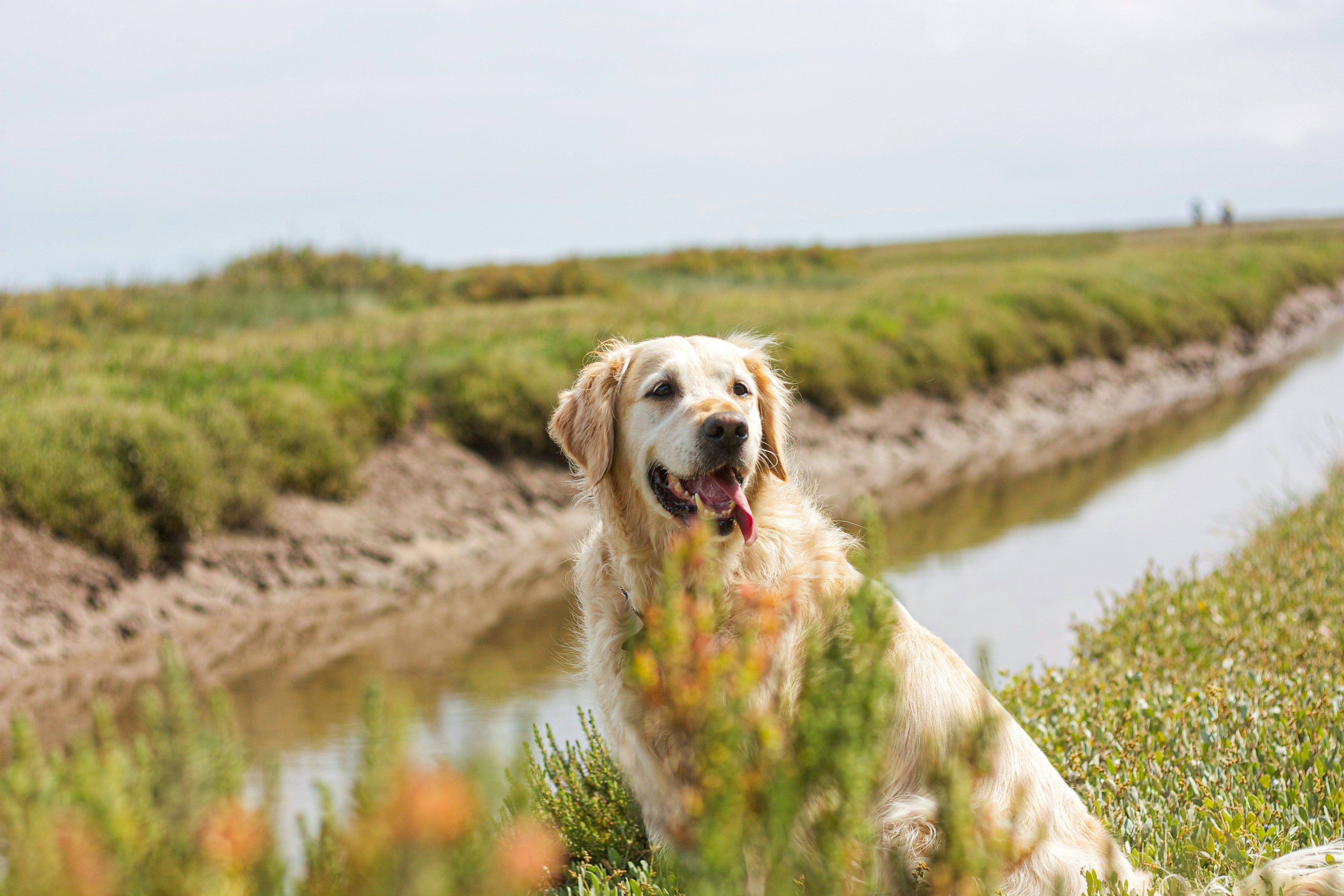 Golden retriever sitting on grass field near river during daytime photo ...