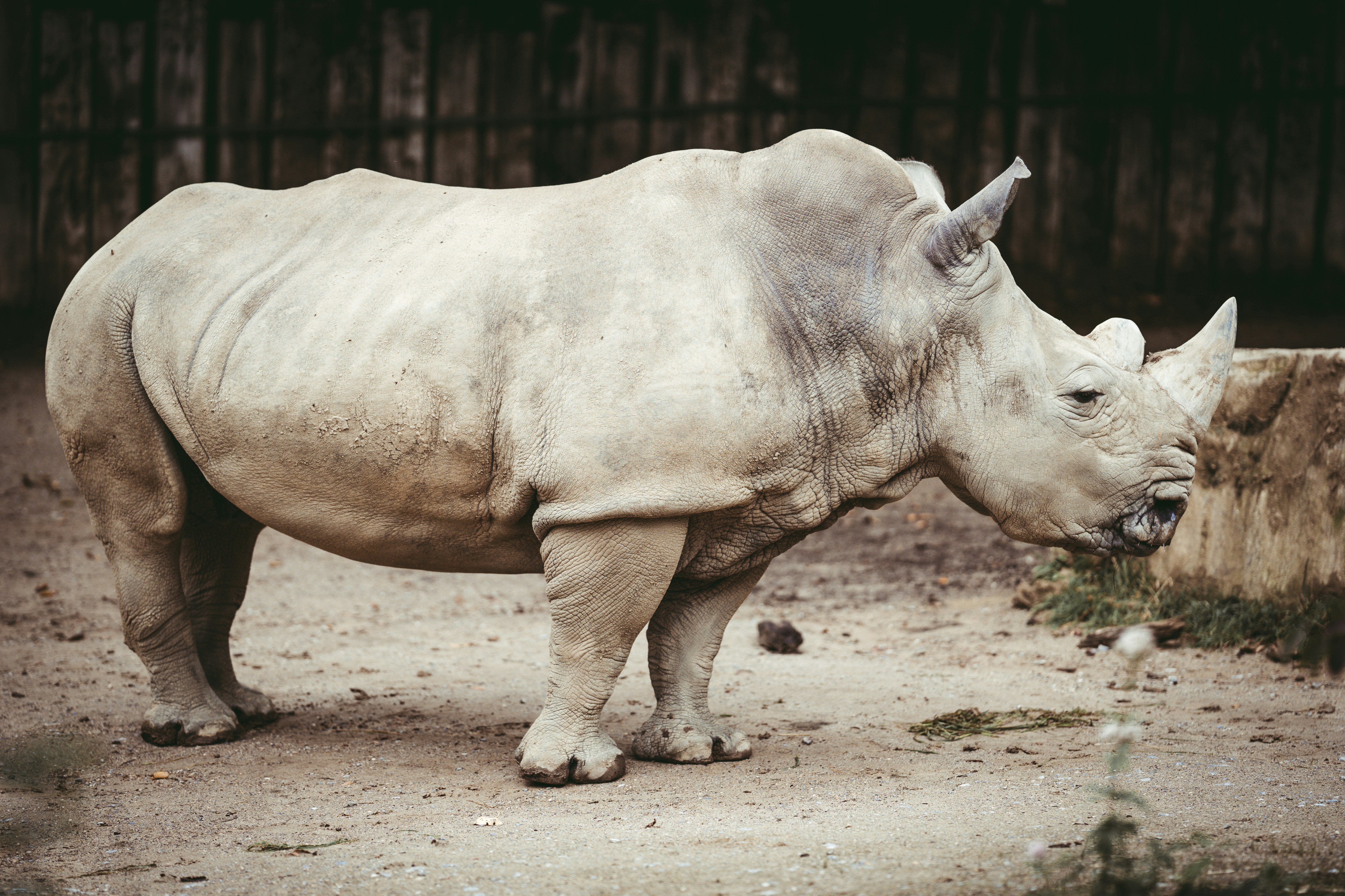 Dusty Quiet: A White Rhino Holds Ground in a Zoo Enclosure