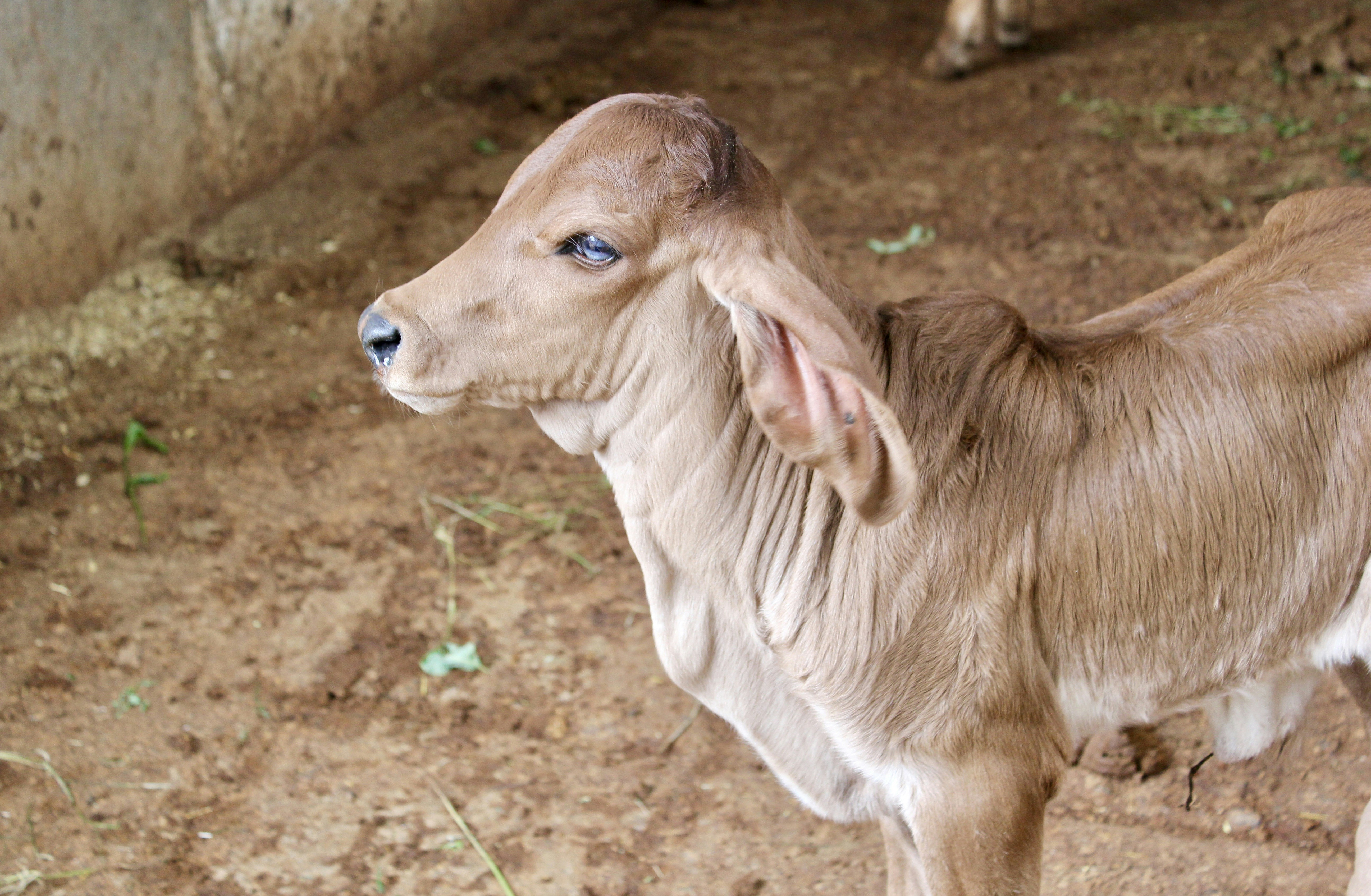 A young calf curiously gazes to the side, showcasing its soft features and alert expression in a rustic barn setting.