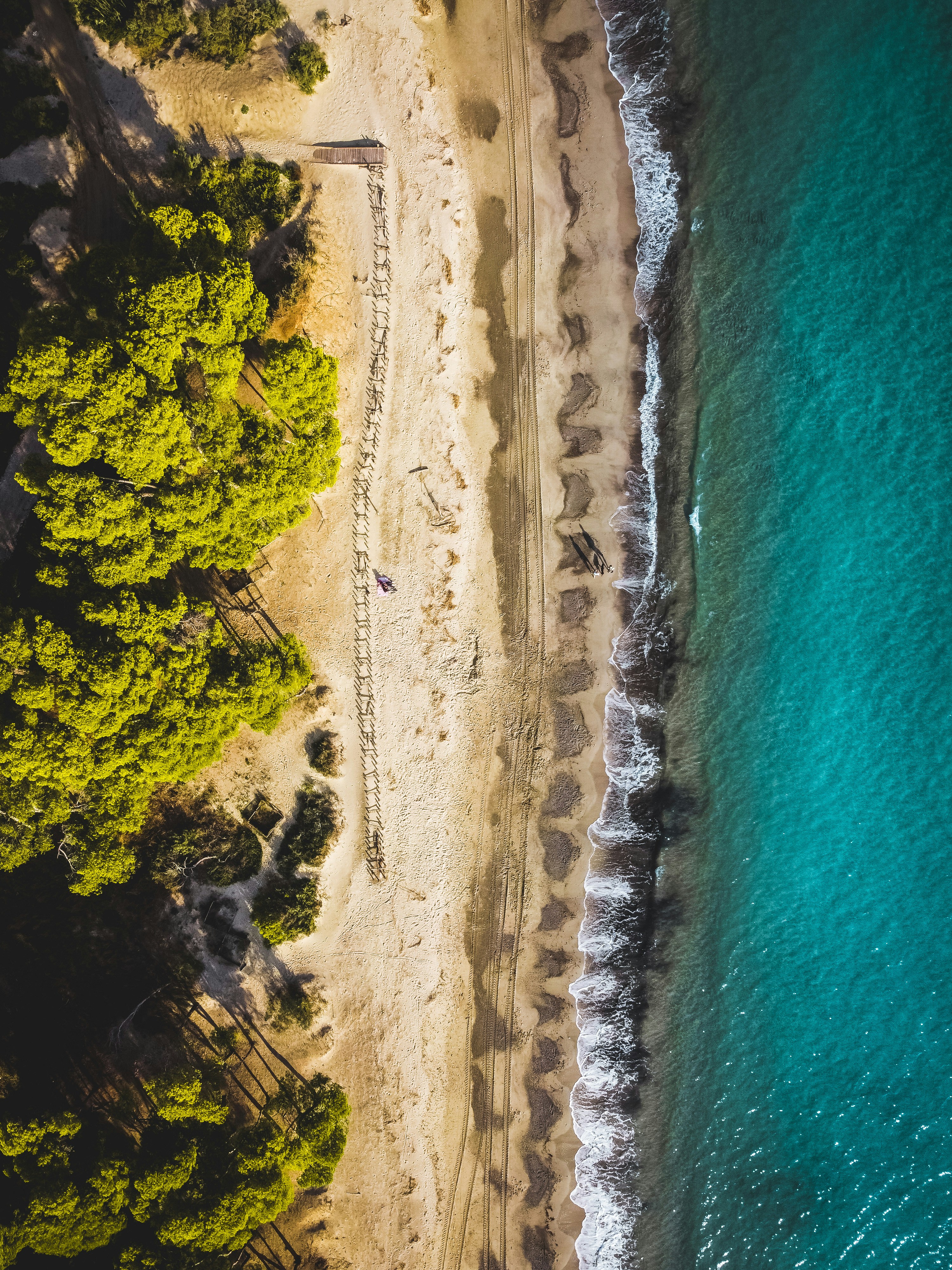 Aerial view of green trees beside body of water during daytime photo ...