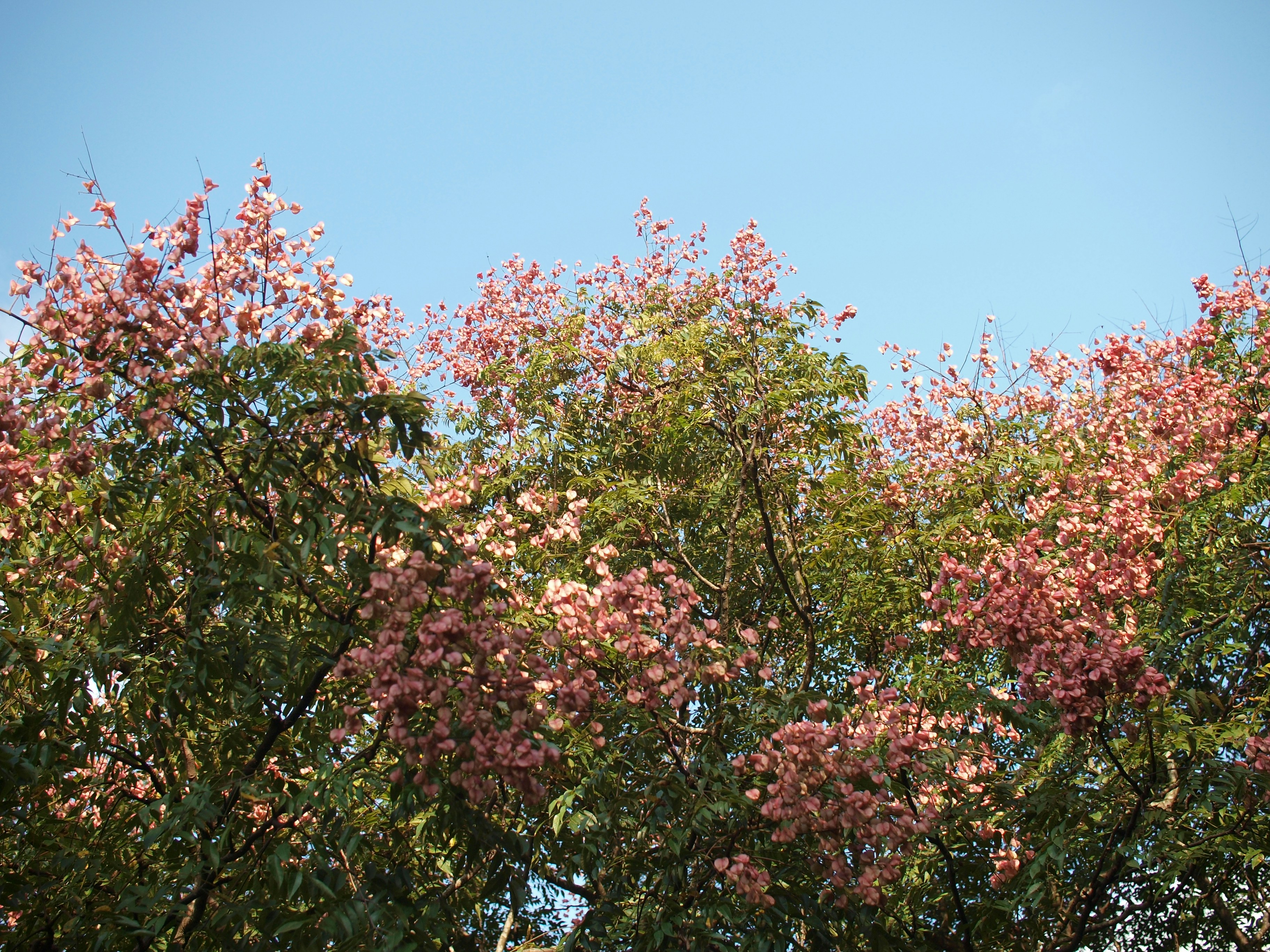 Canopy of Spring: Pink Blooms Framing a Clear Sky