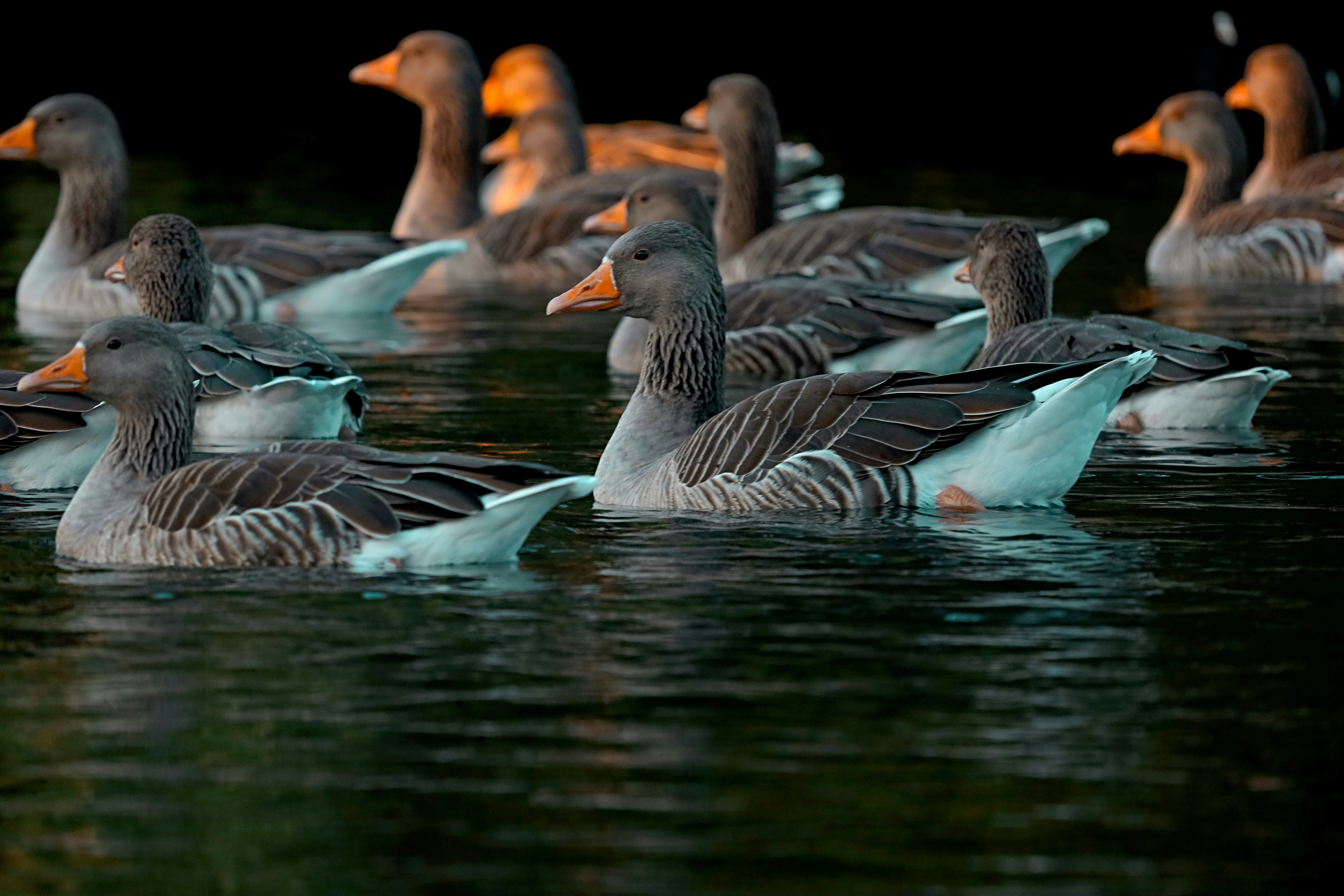Aerial Chorus: Gray Geese Glide Across Dim Waters