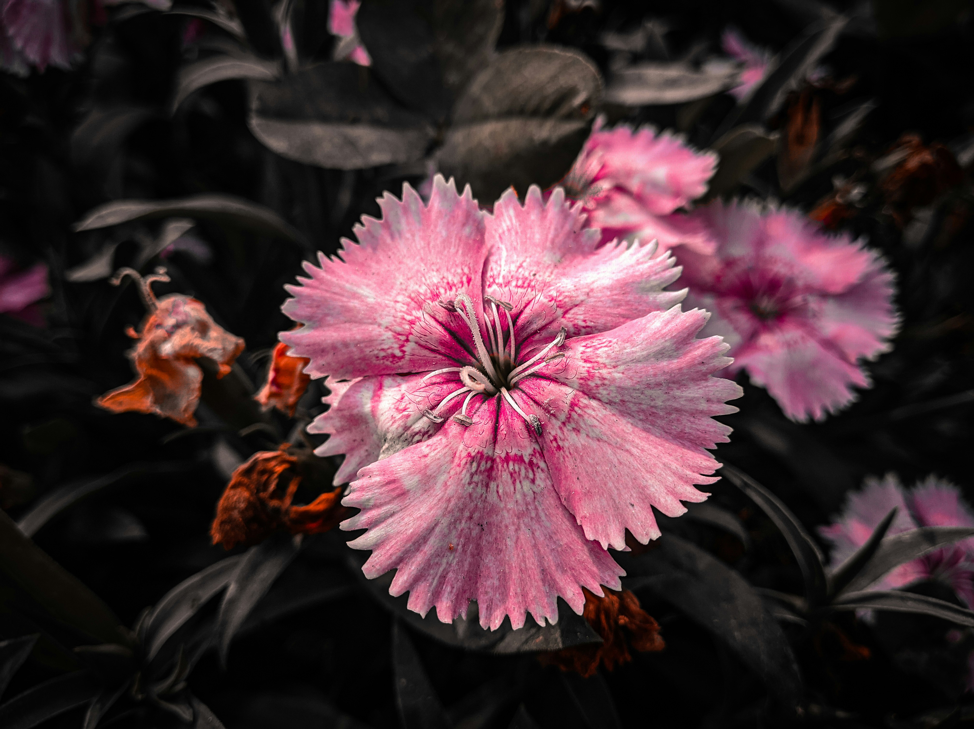 pink flower in tilt shift lens