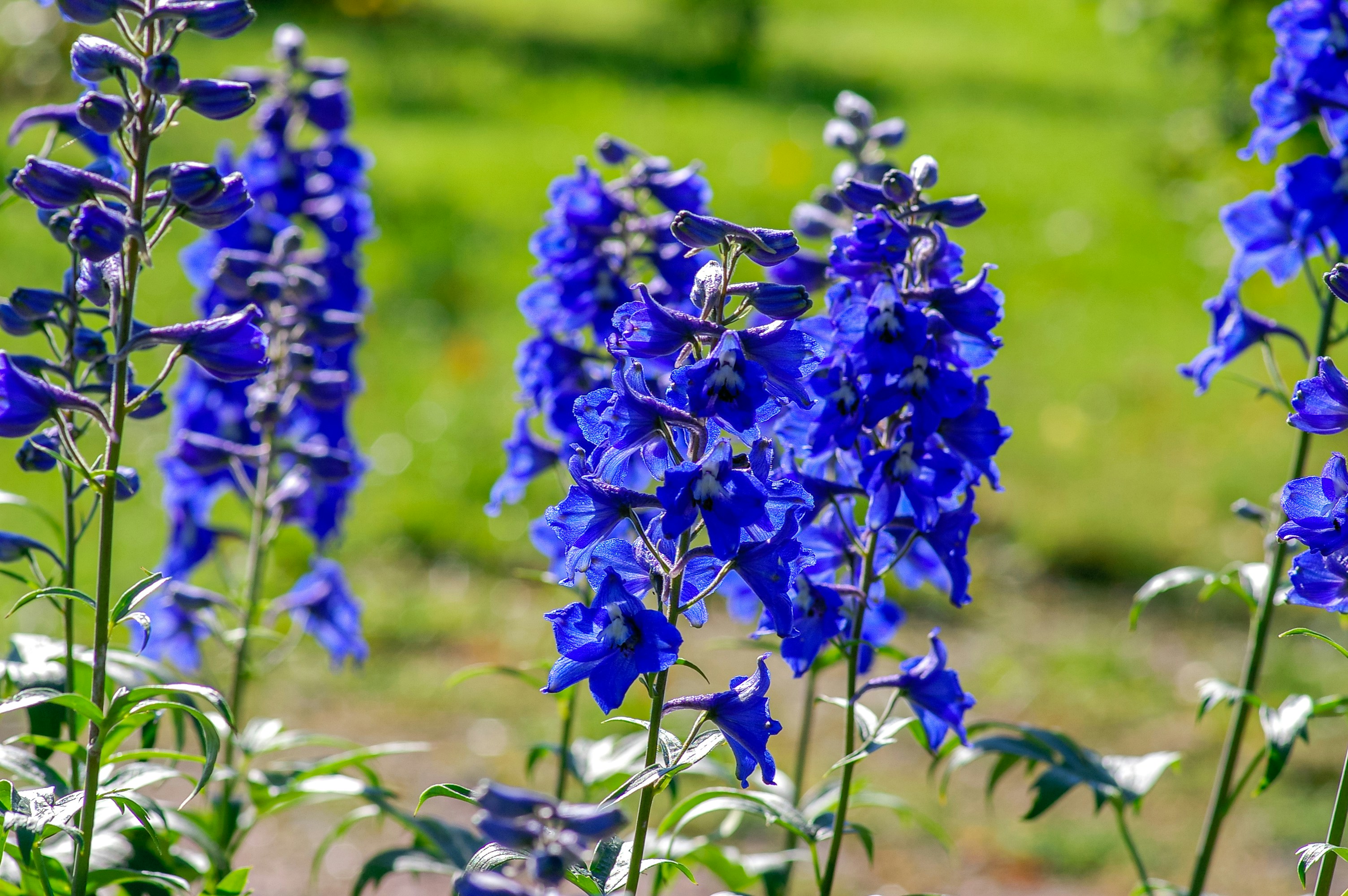 Cluster of striking blue delphinium flowers swaying gently in a sunlit garden, showcasing their rich hues against a lush green backdrop.