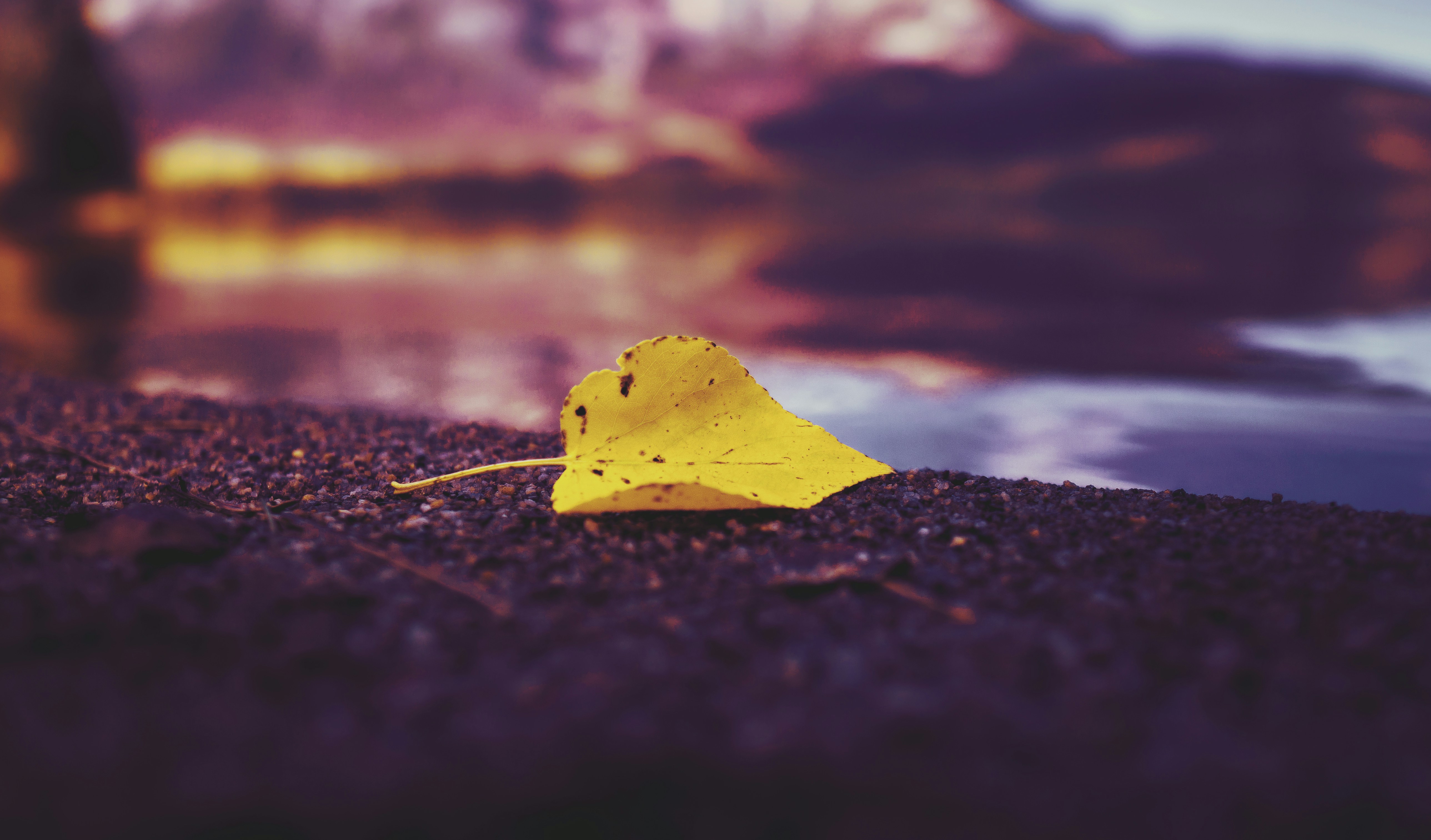 Single Canary Leaf on a Velvet Shore at Sunset