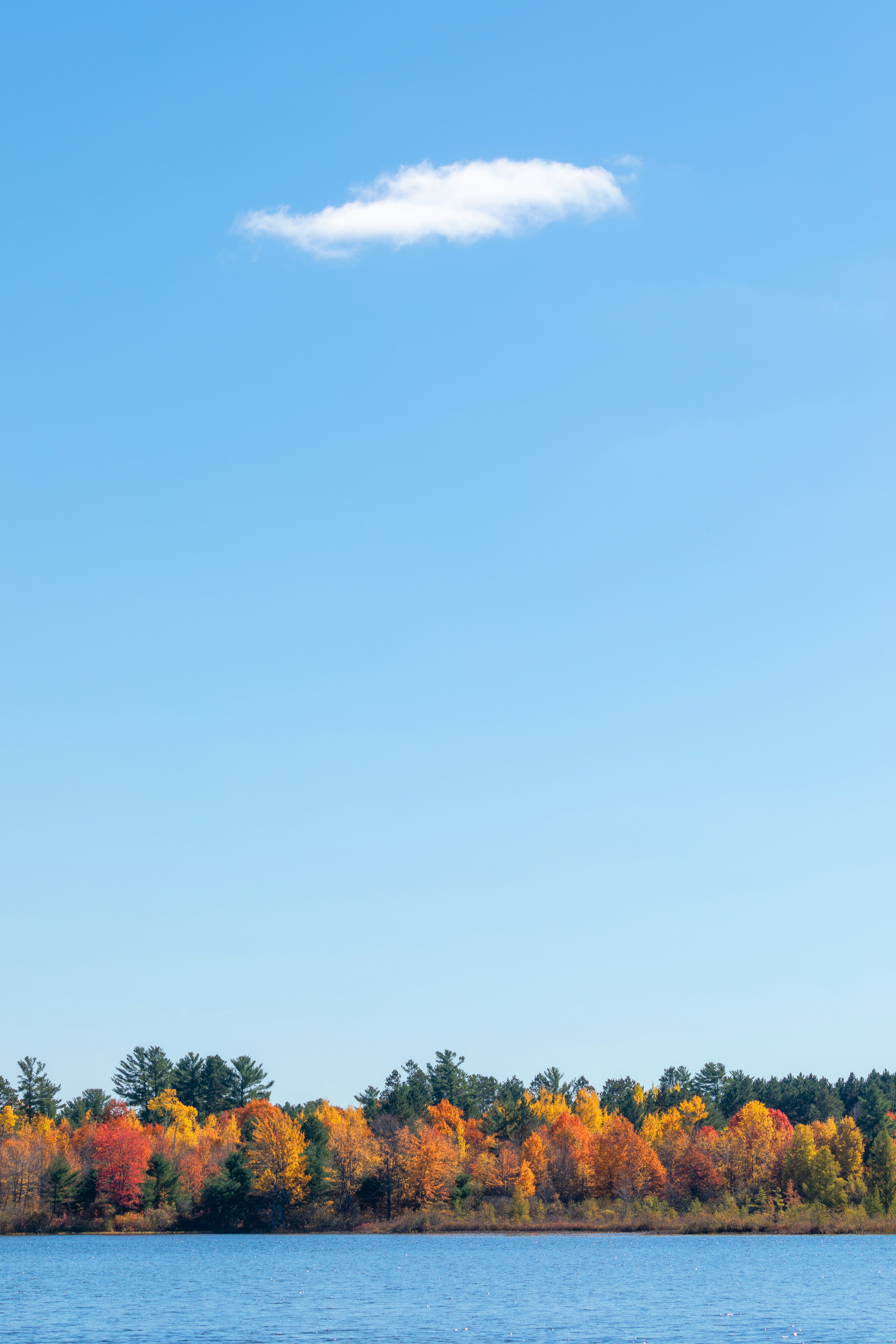 A Cloud Above Autumn's Trees | green trees under blue sky during daytime