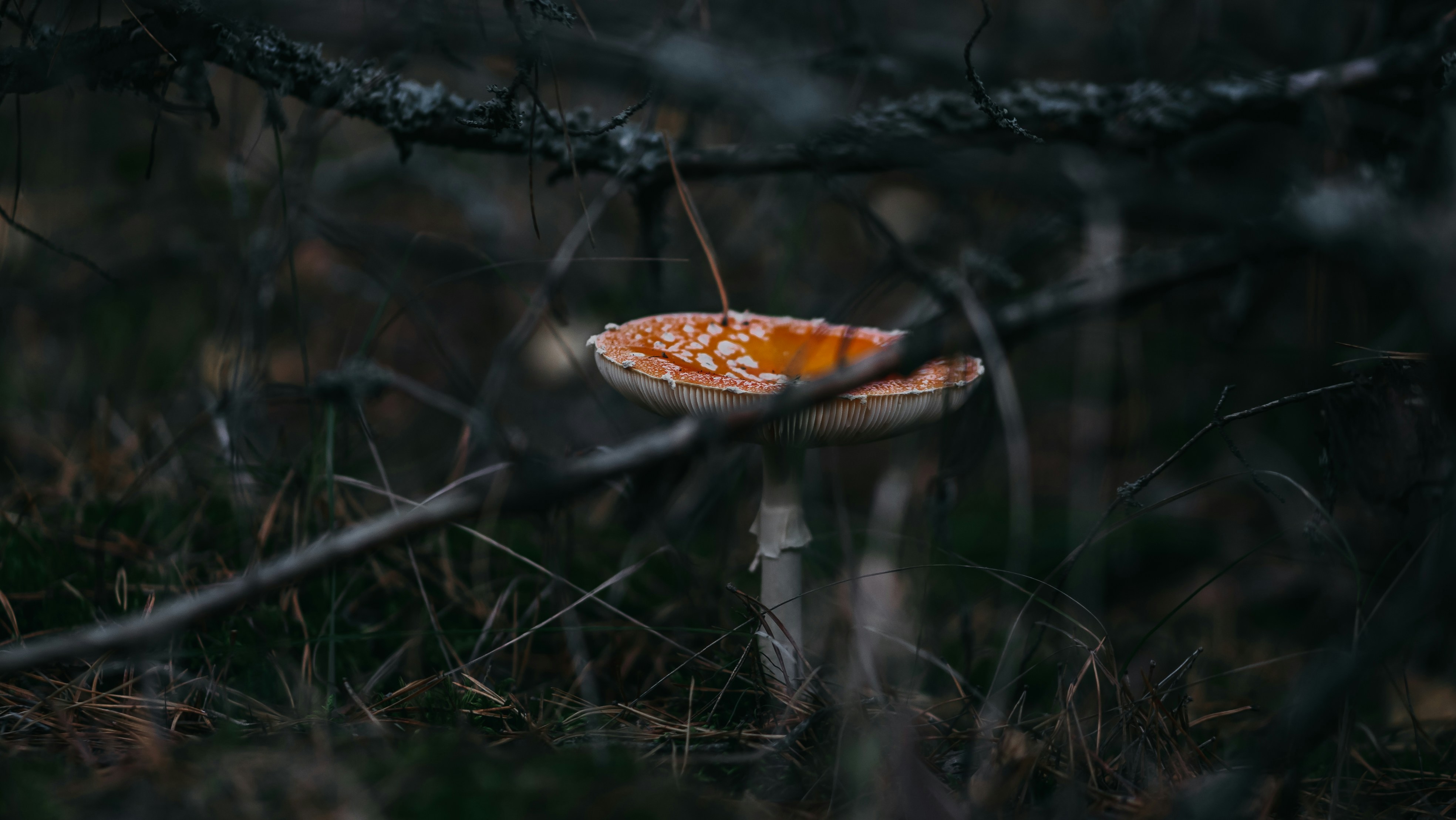 Amber Cap in the Shadowed Understory: A Quiet Forest Moment