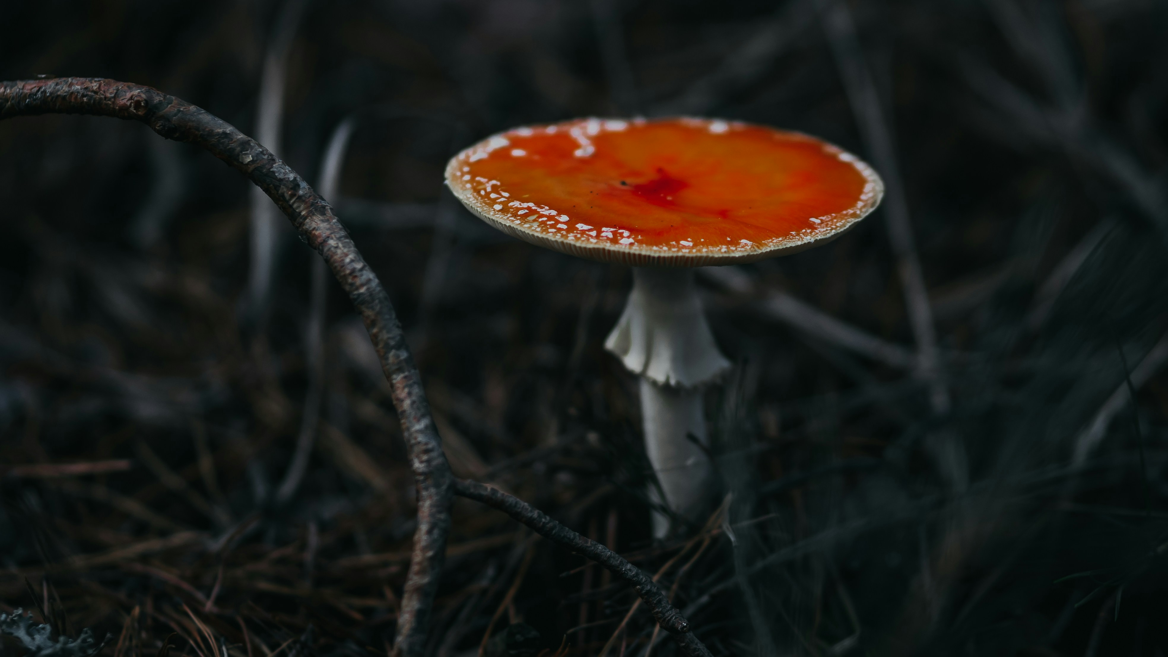 Crimson-Capped Sentinel in a Shadowed Forest Floor