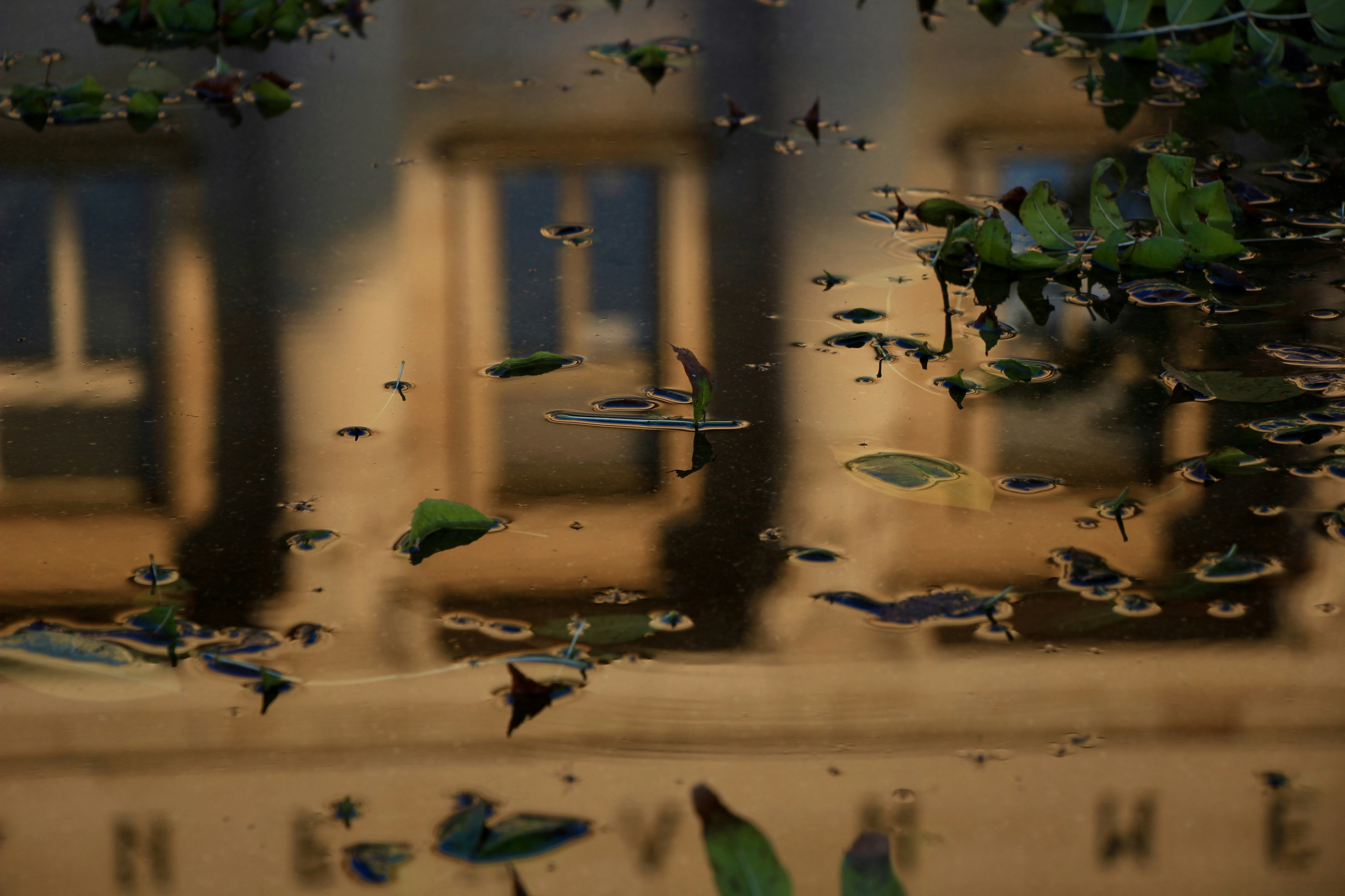 Floating Specks: Leaves and Ripples Reflect a Quiet Facade