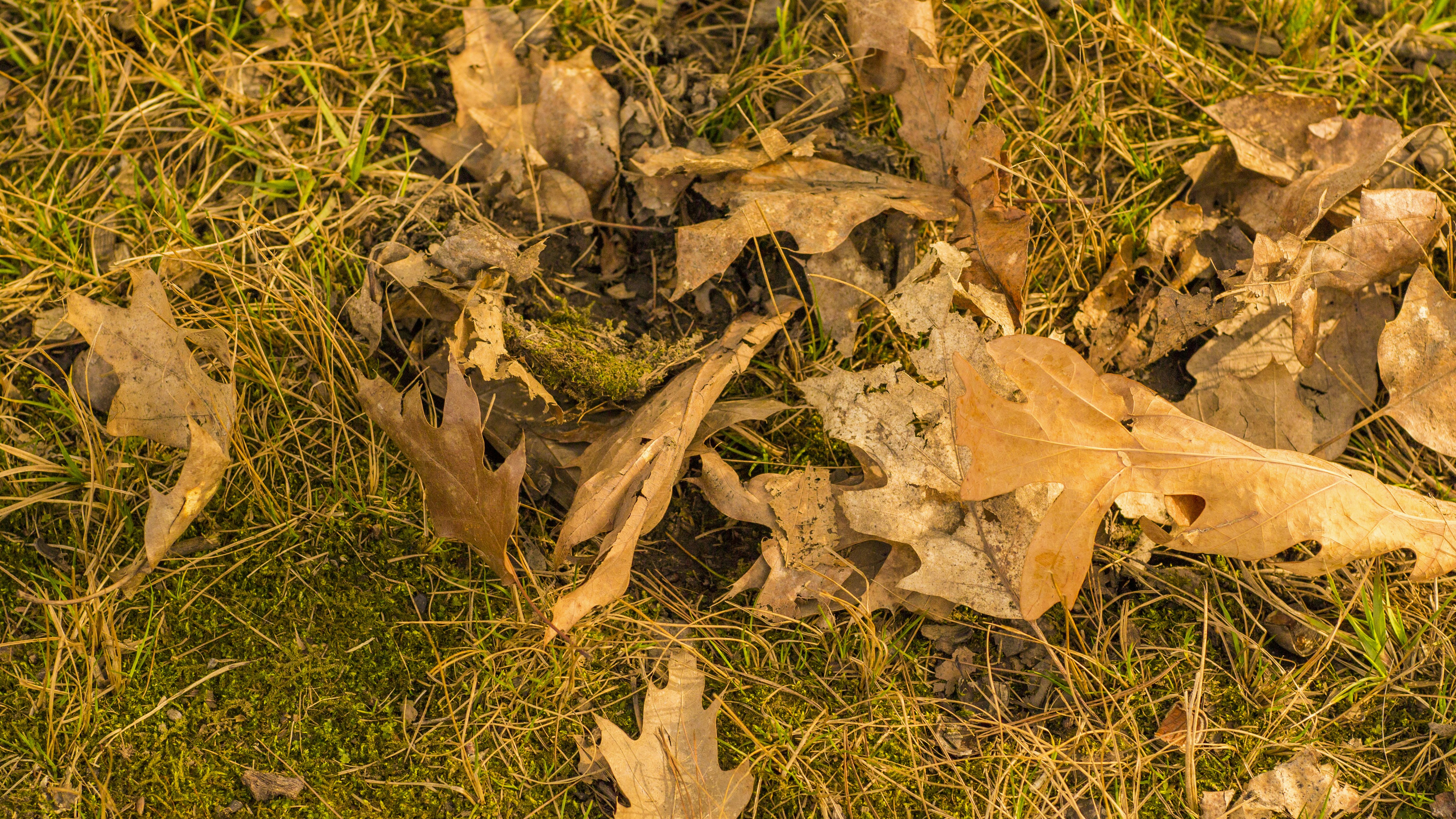 A diverse array of dried leaves scattered on the forest floor, intermingled with patches of grass and moss.