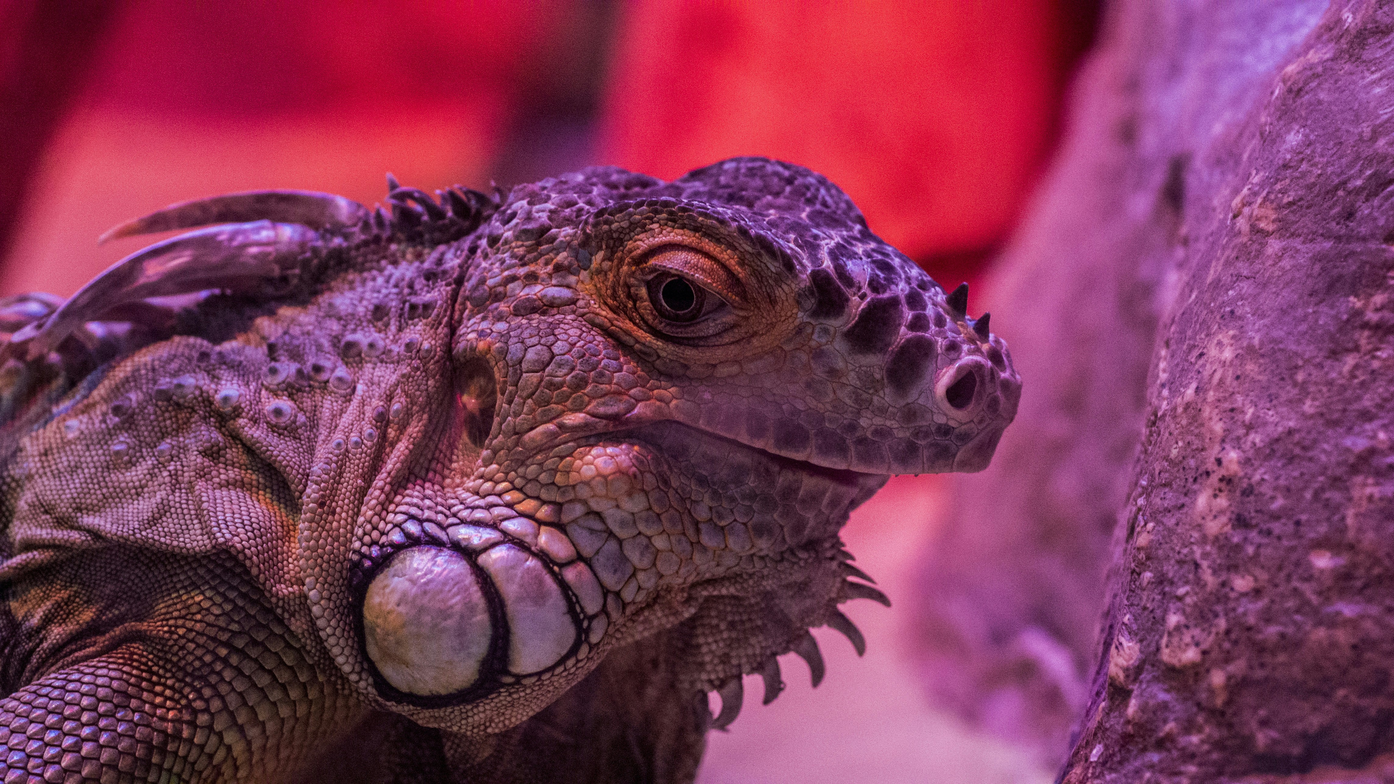 Iguana in Violet: A Close-Up Portrait Under Neon-Tinted Light