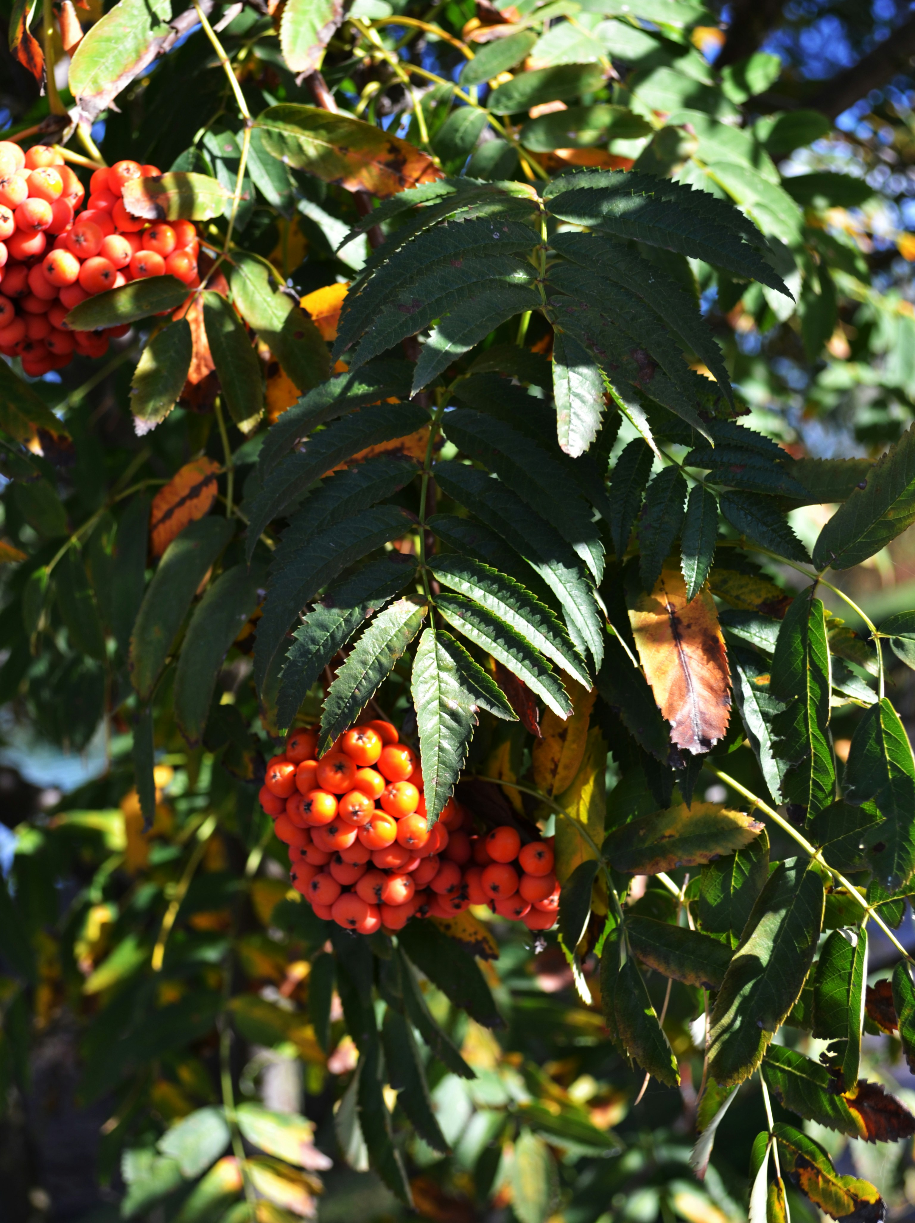 Sunlit Rowan Berries Nestled in Velvet Green Foliage