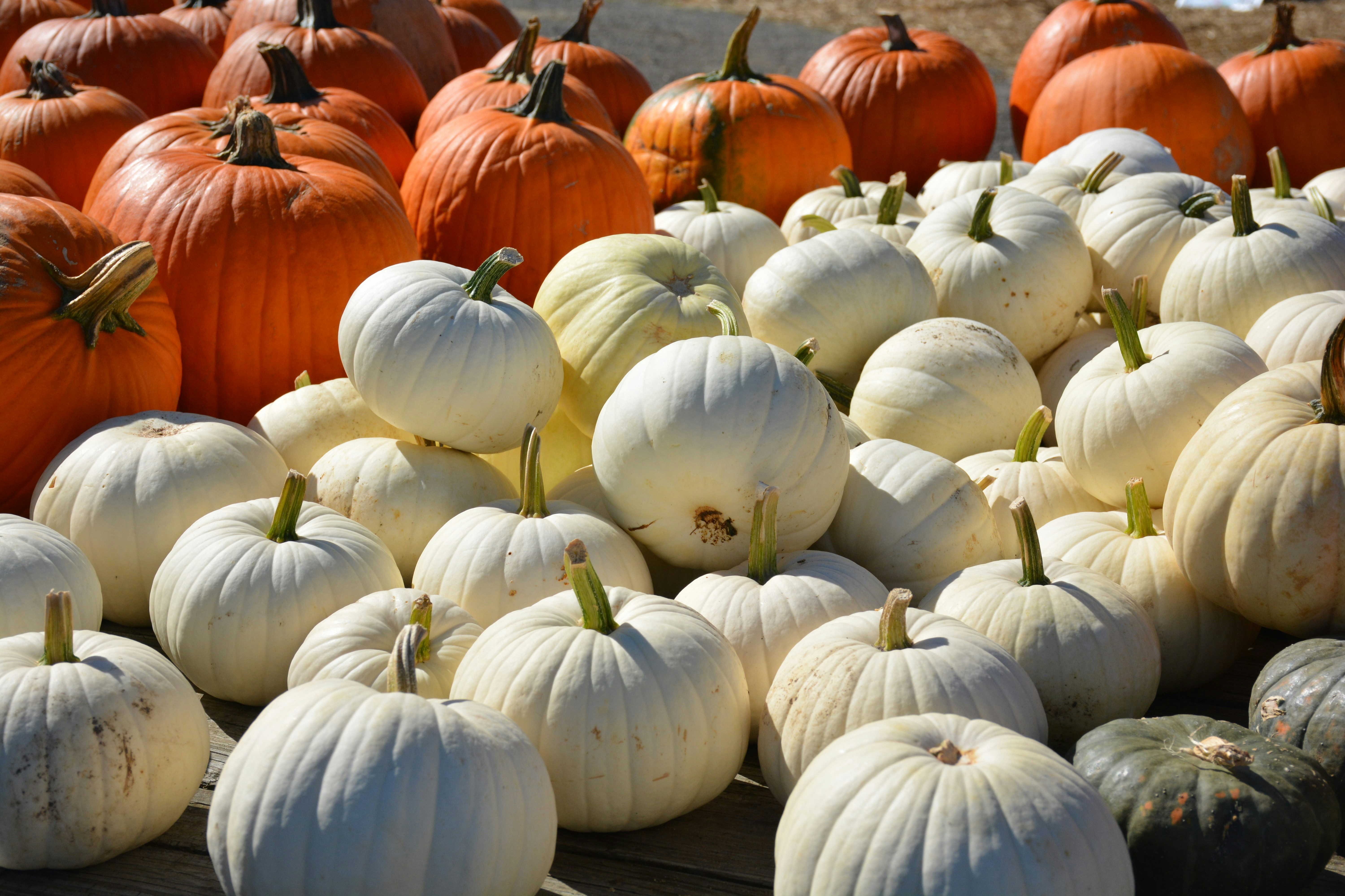 Orange and white pumpkins arranged in sunlight, showcasing contrasting colors and textures.