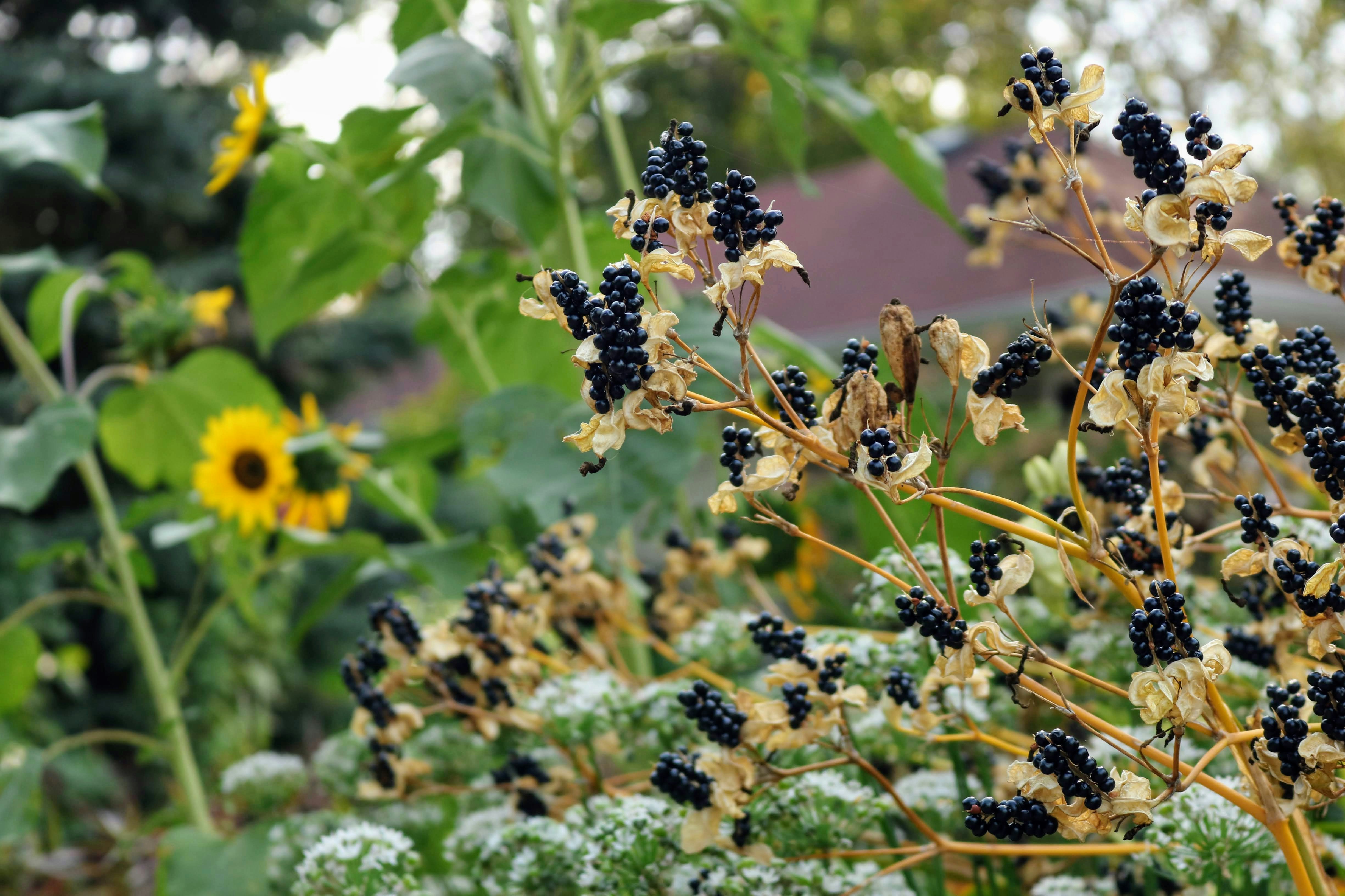 Dried black berries intertwined with green foliage and a sunflower in the background, highlighting the transition of seasons.