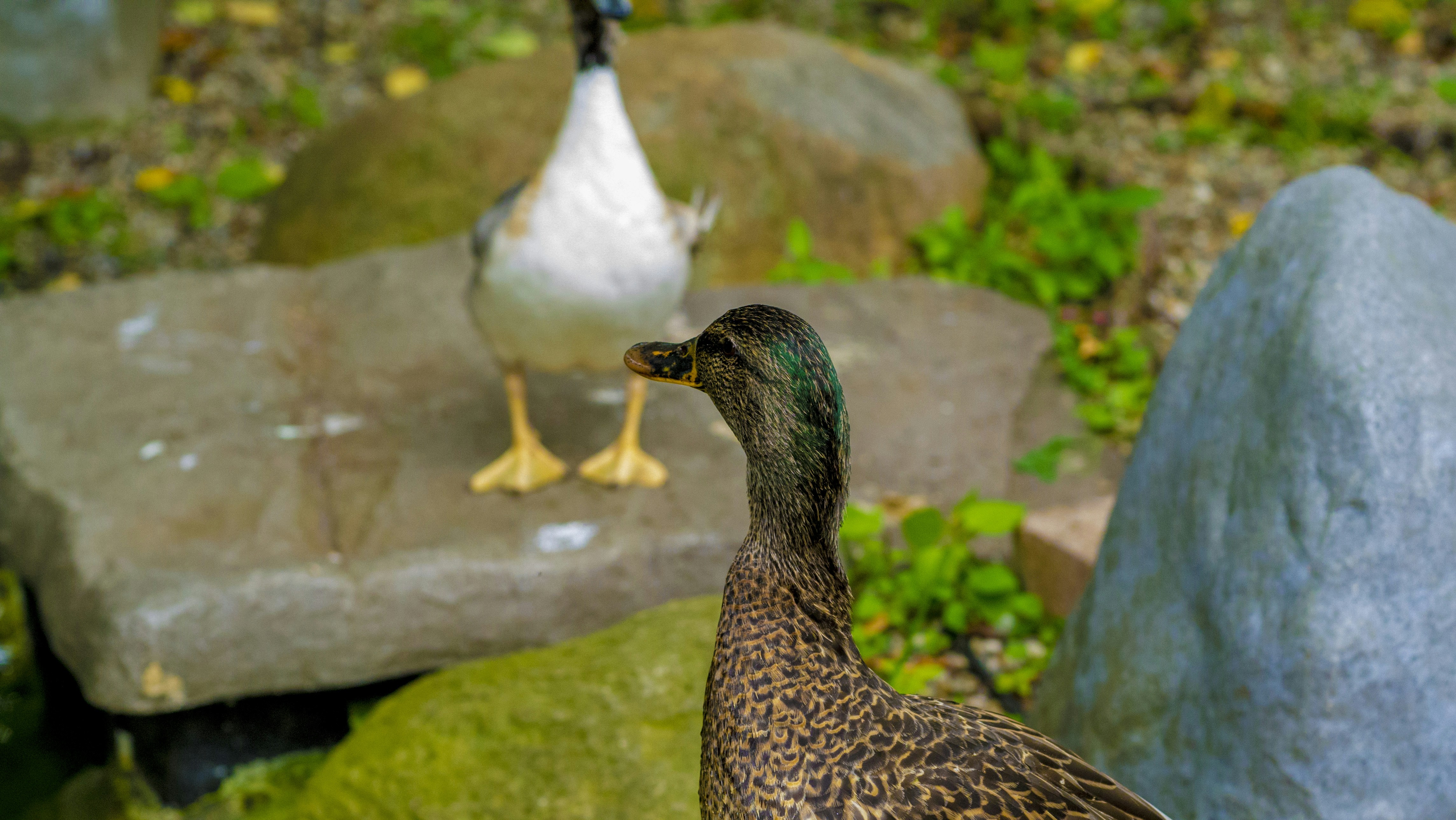 A close-up of a duck in focus, with another duck blurred in the background, surrounded by natural stones and greenery.