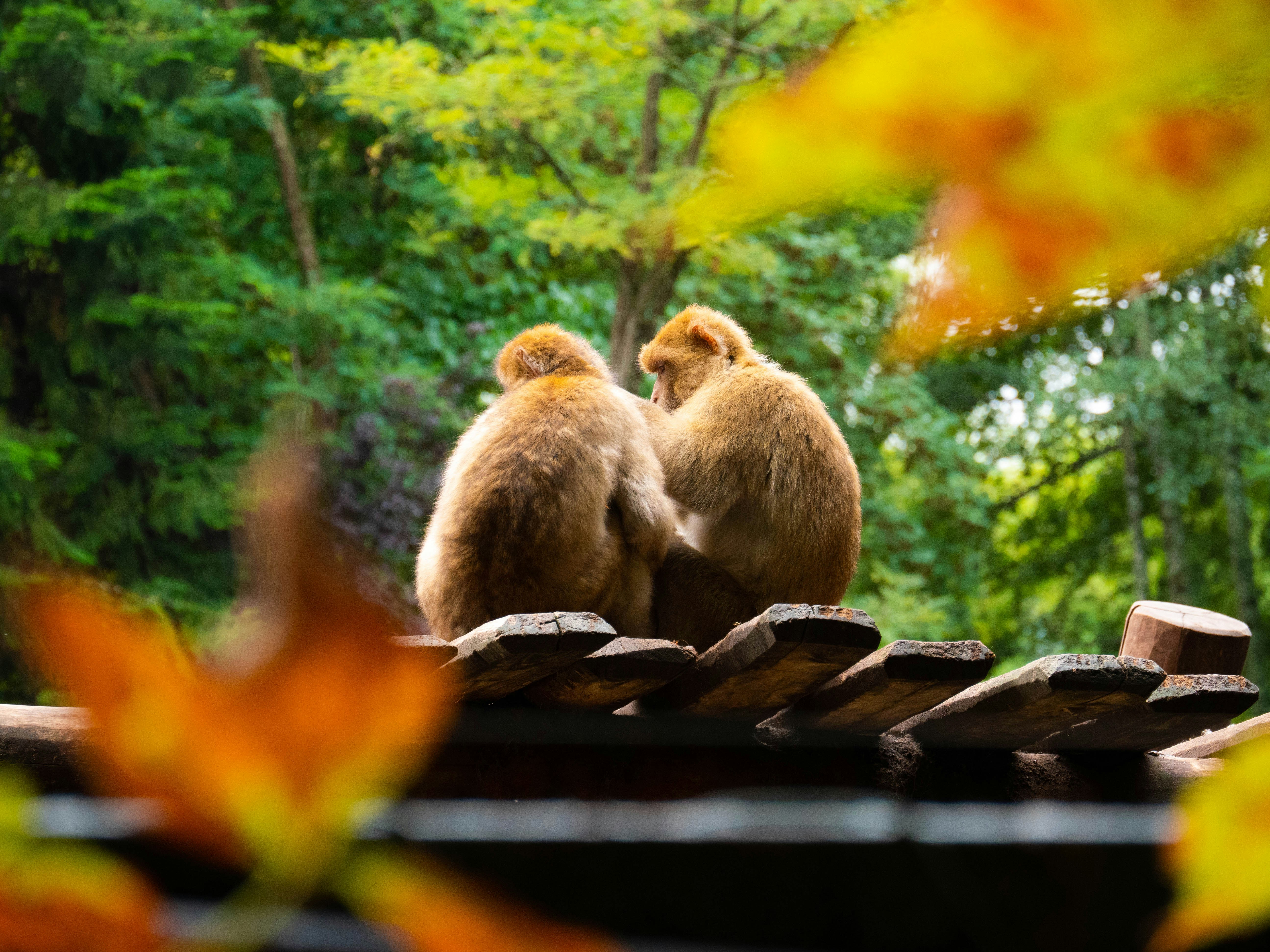 Quiet Companionship Amid Autumn Hues