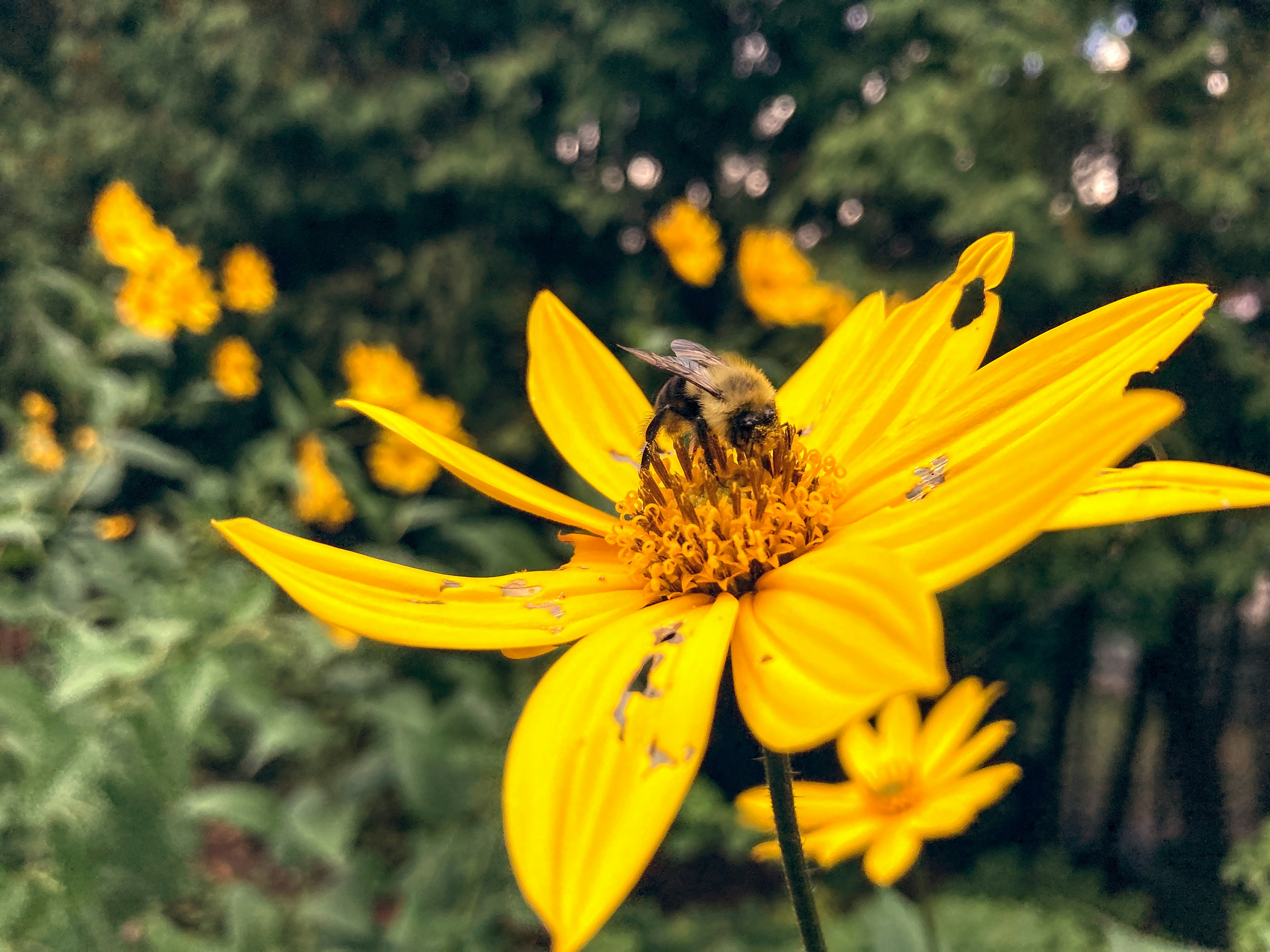 yellow sunflower in tilt shift lens