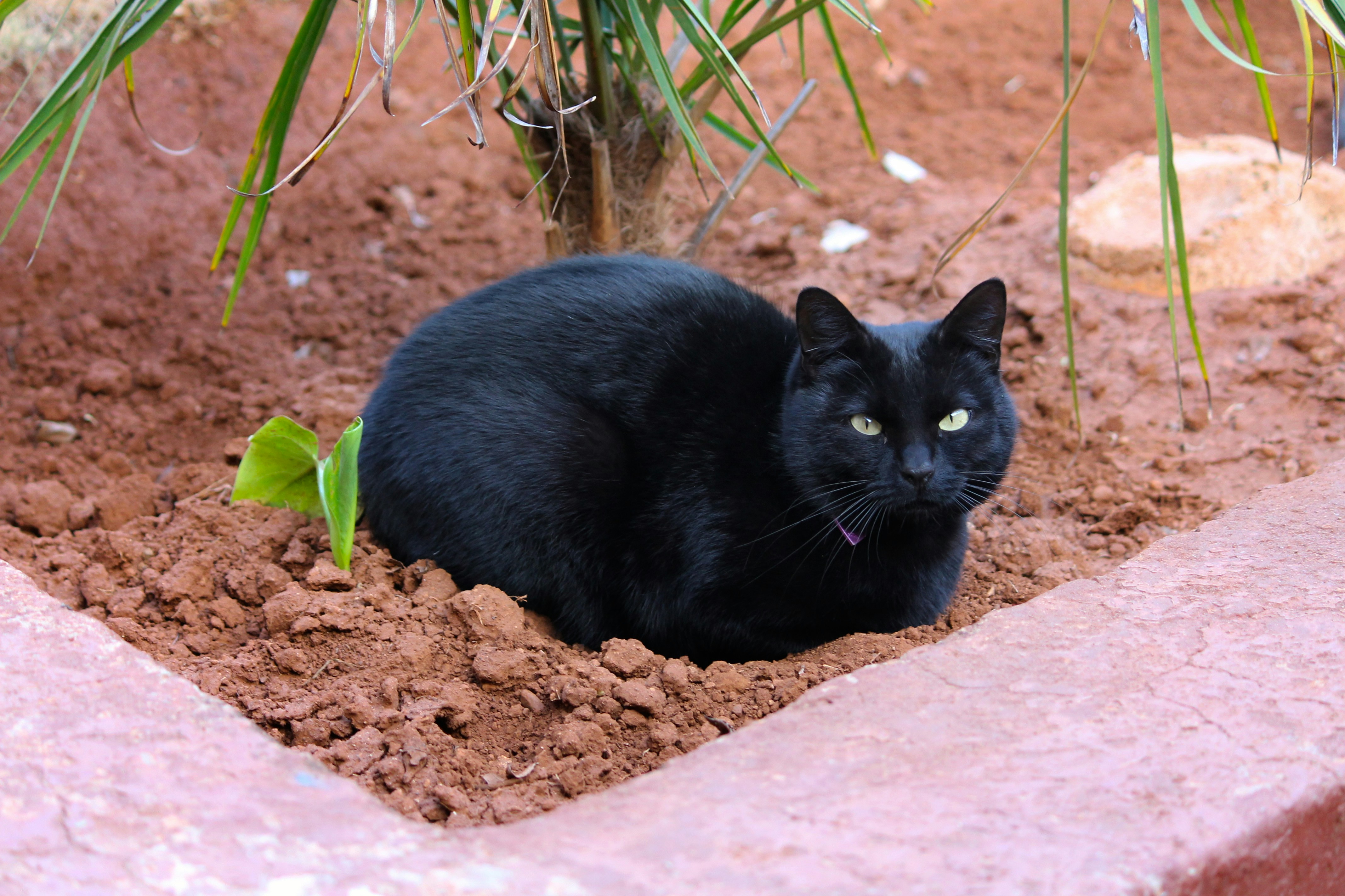 A sleek black cat nestled in freshly turned soil, surrounded by green foliage in a garden setting.
