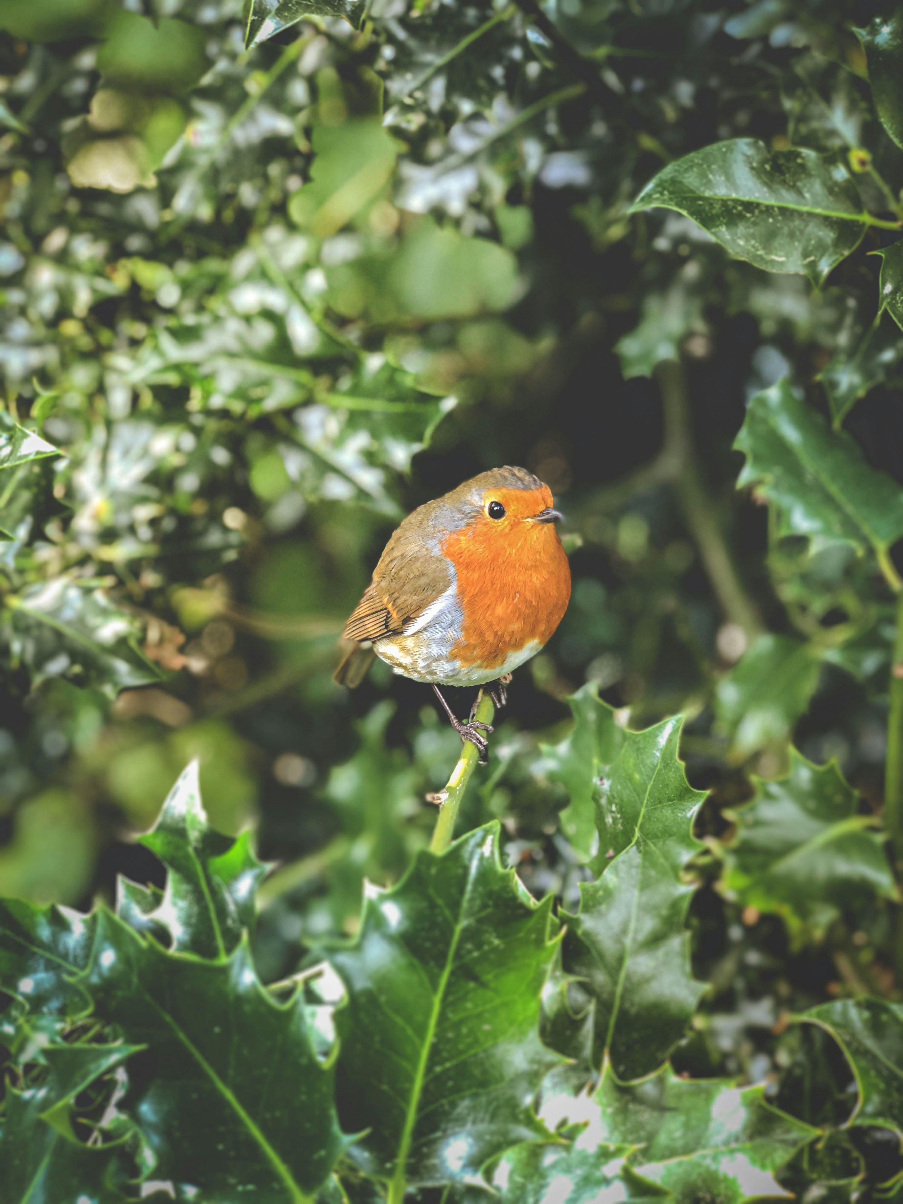 Robin in a holly bush