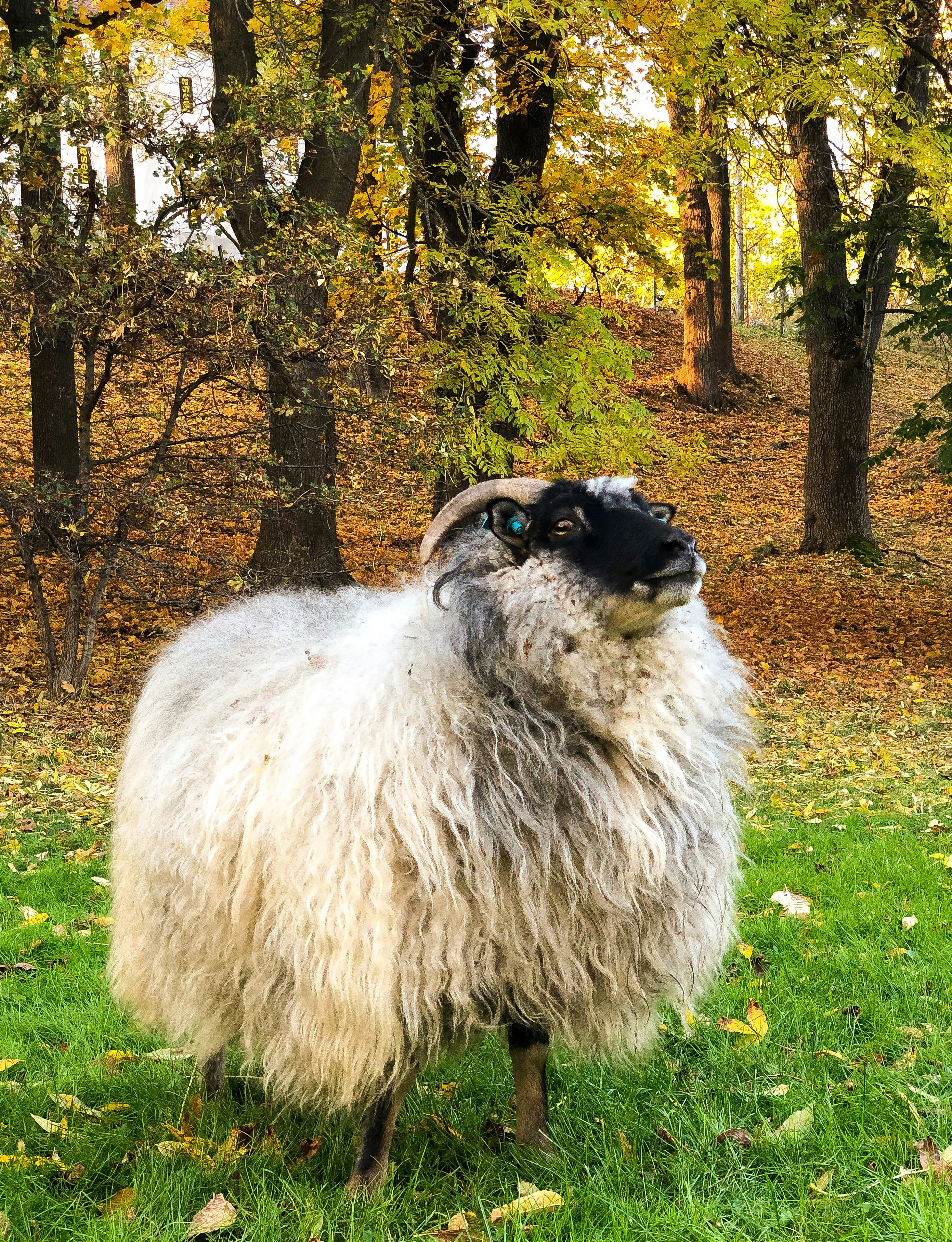 A fluffy sheep stands proudly amidst a backdrop of vibrant autumn foliage, showcasing its unique features and personality.