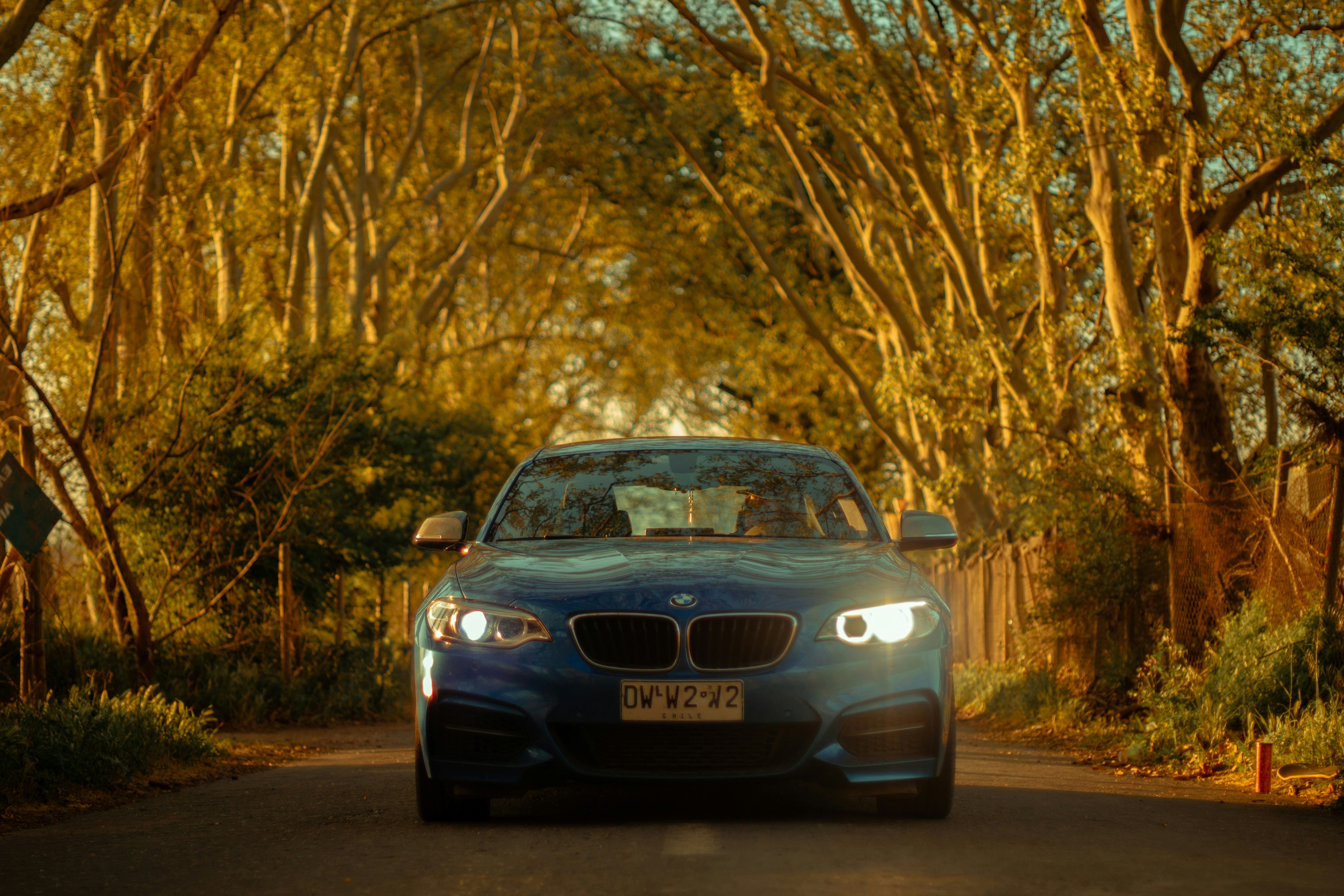 Dawn Drive Through Sunlit Woodland