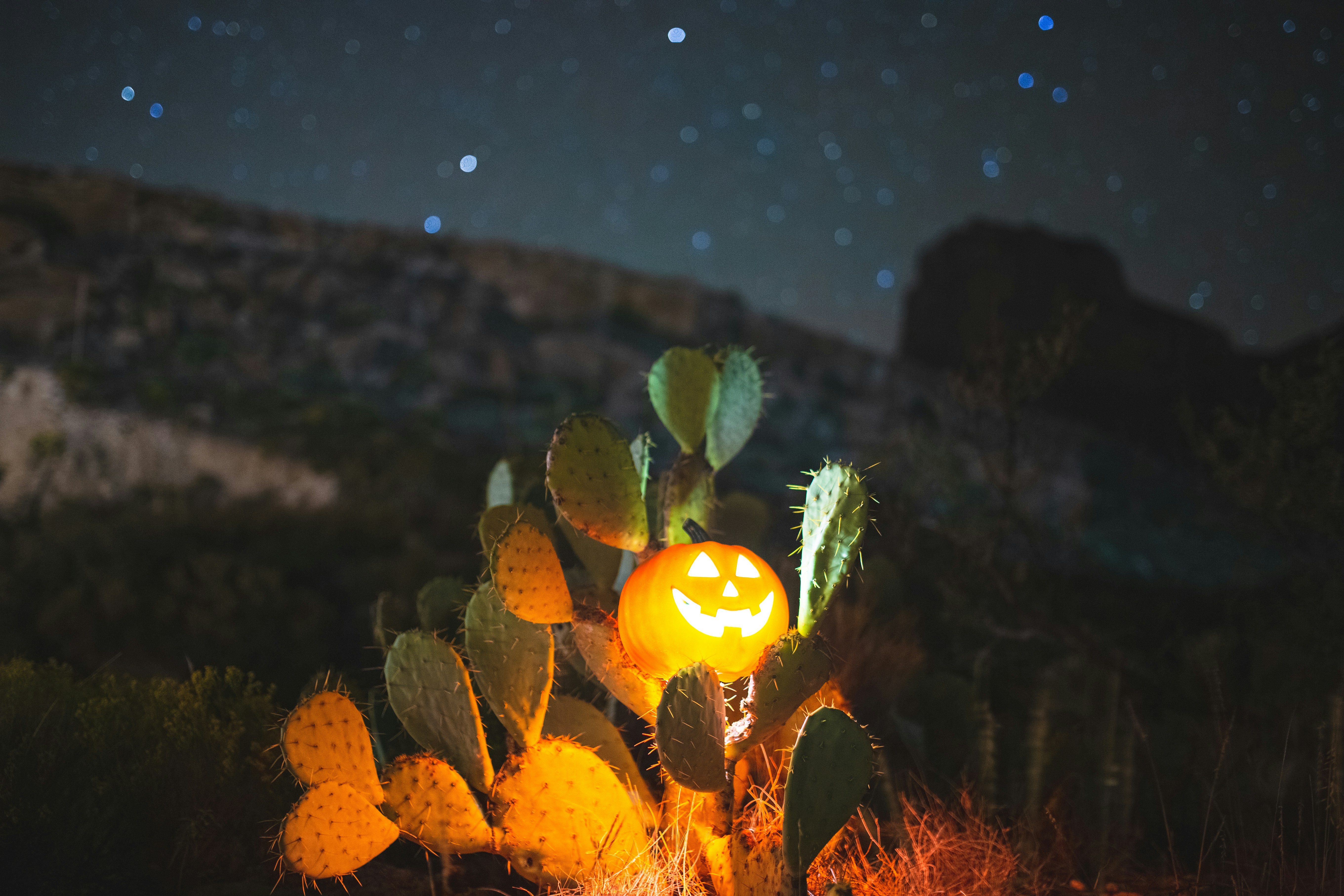 Night Starlight and a Glowing Jack-o’-Cactus