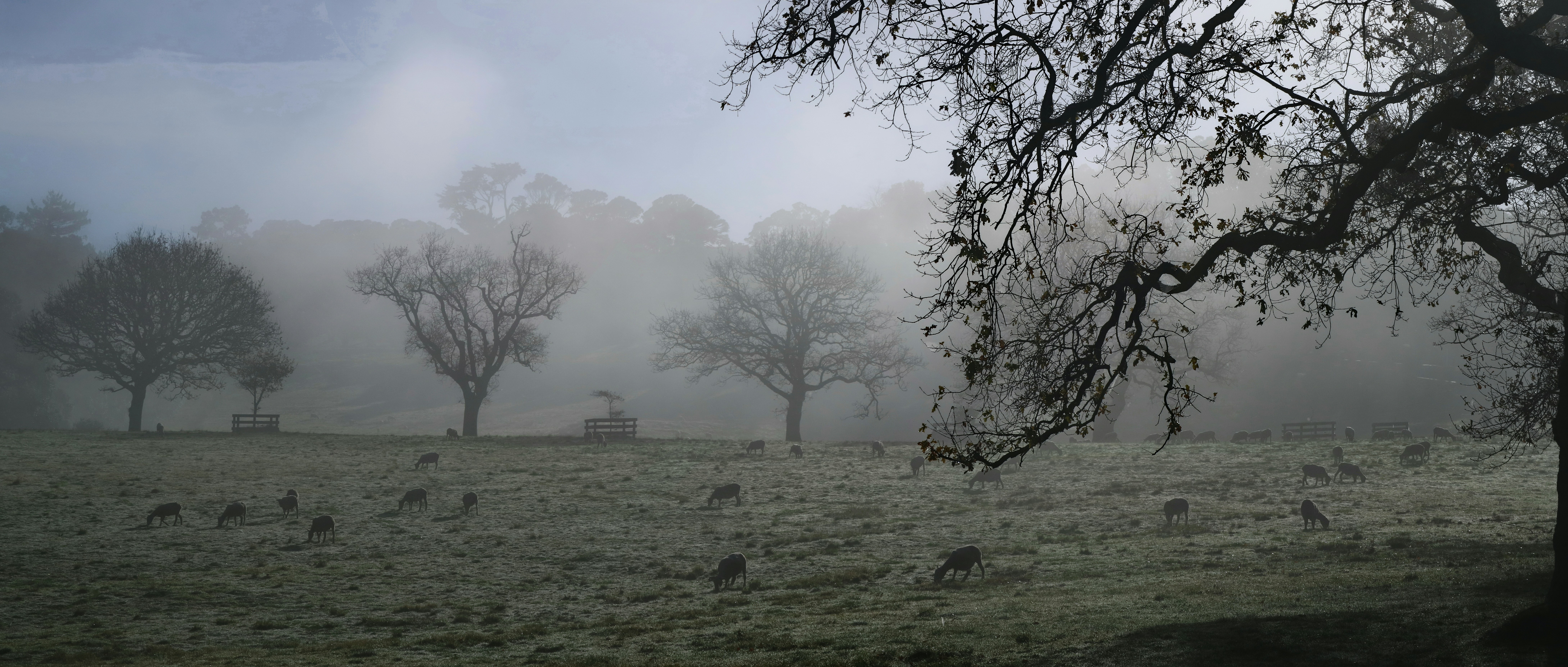 Bare trees on green grass field during foggy day photo – Free New ...