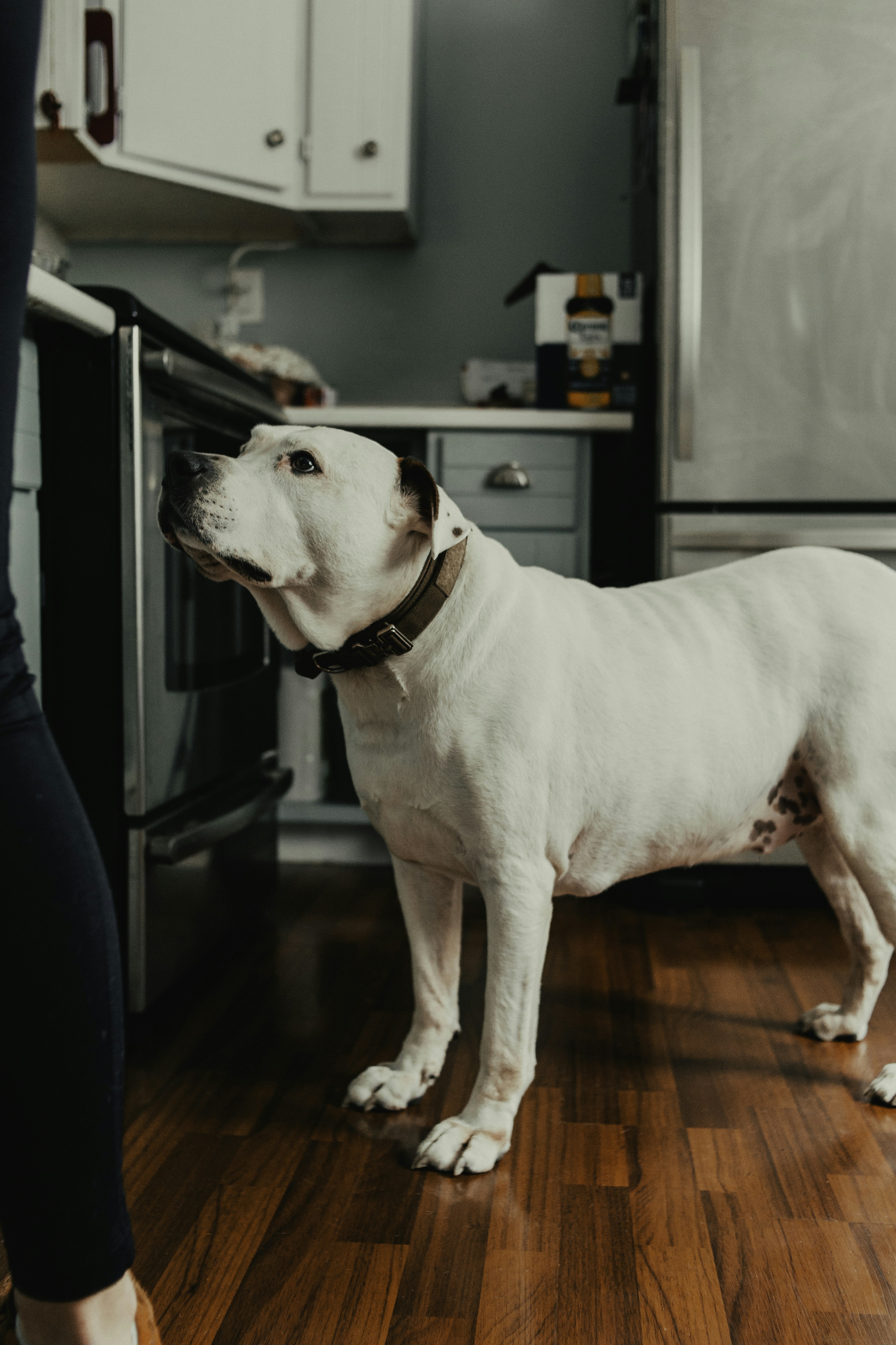 Curious Canine in a Warm Kitchen Corridor