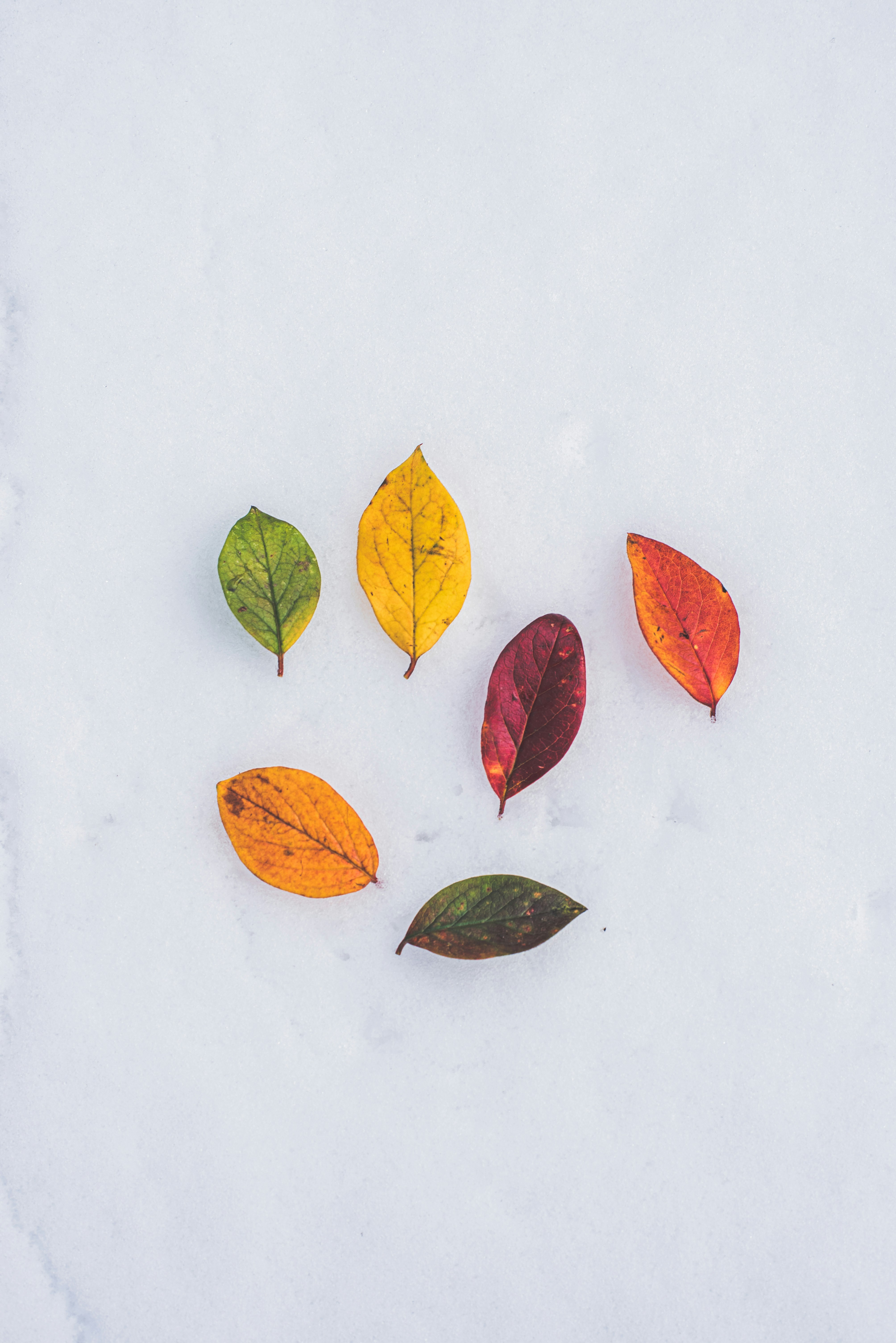 Colorful autumn leaves arranged on snow, capturing a quiet, minimalist still-life moment.
