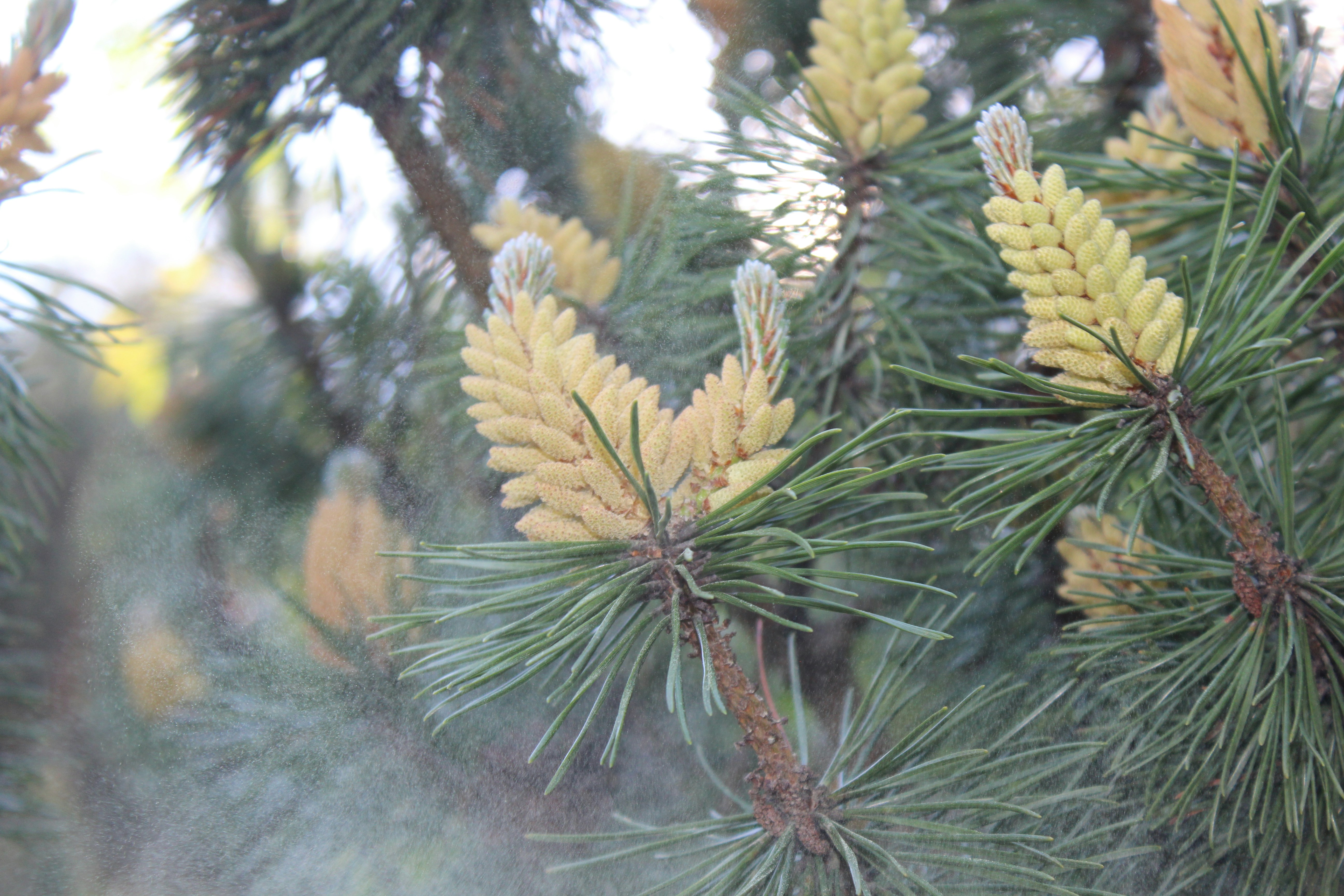Pine Sprigs in Soft Focus Morning Light