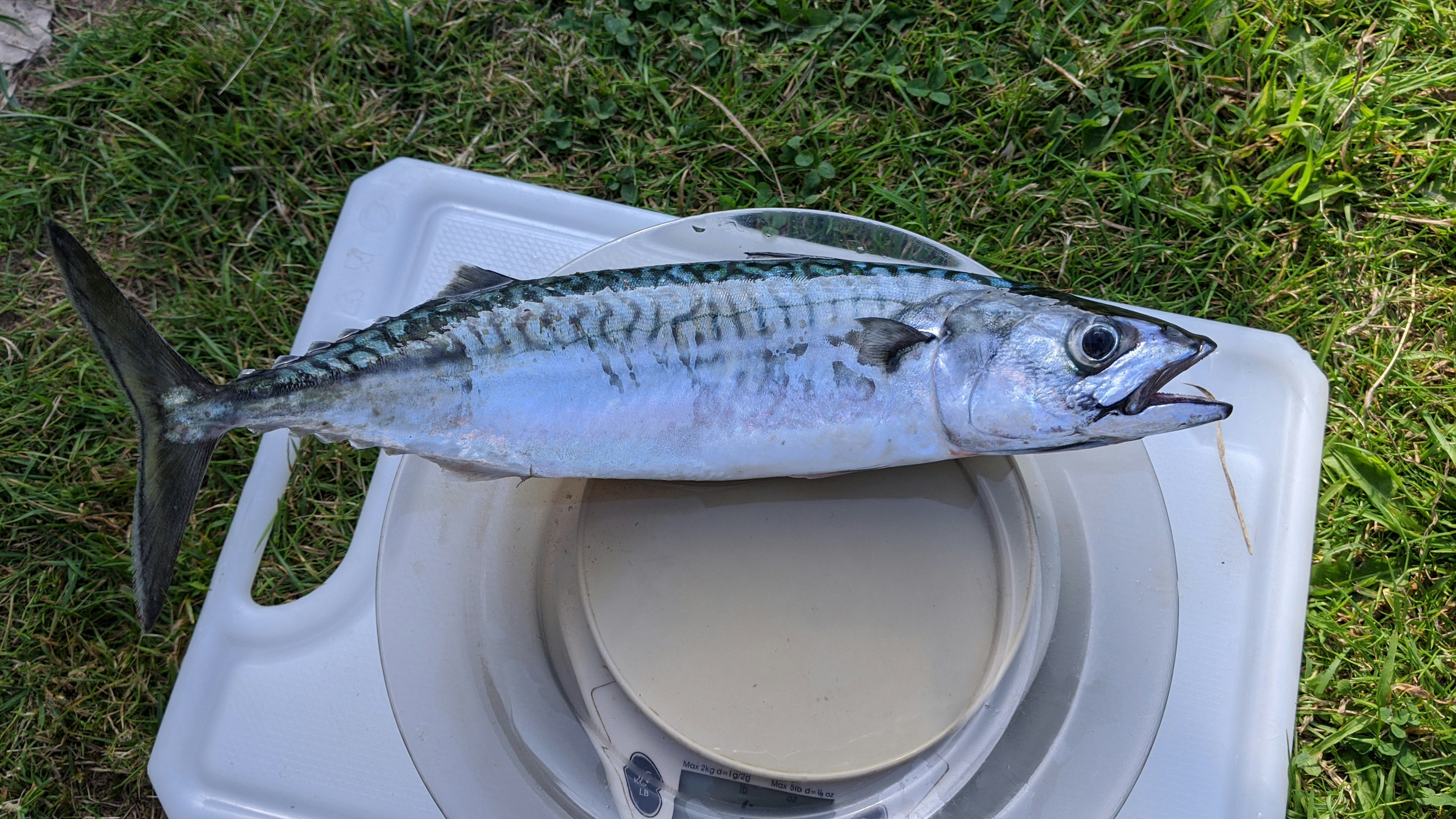 Diagonal Silver: A Mackerel Resting on White Plastic Amid Grass