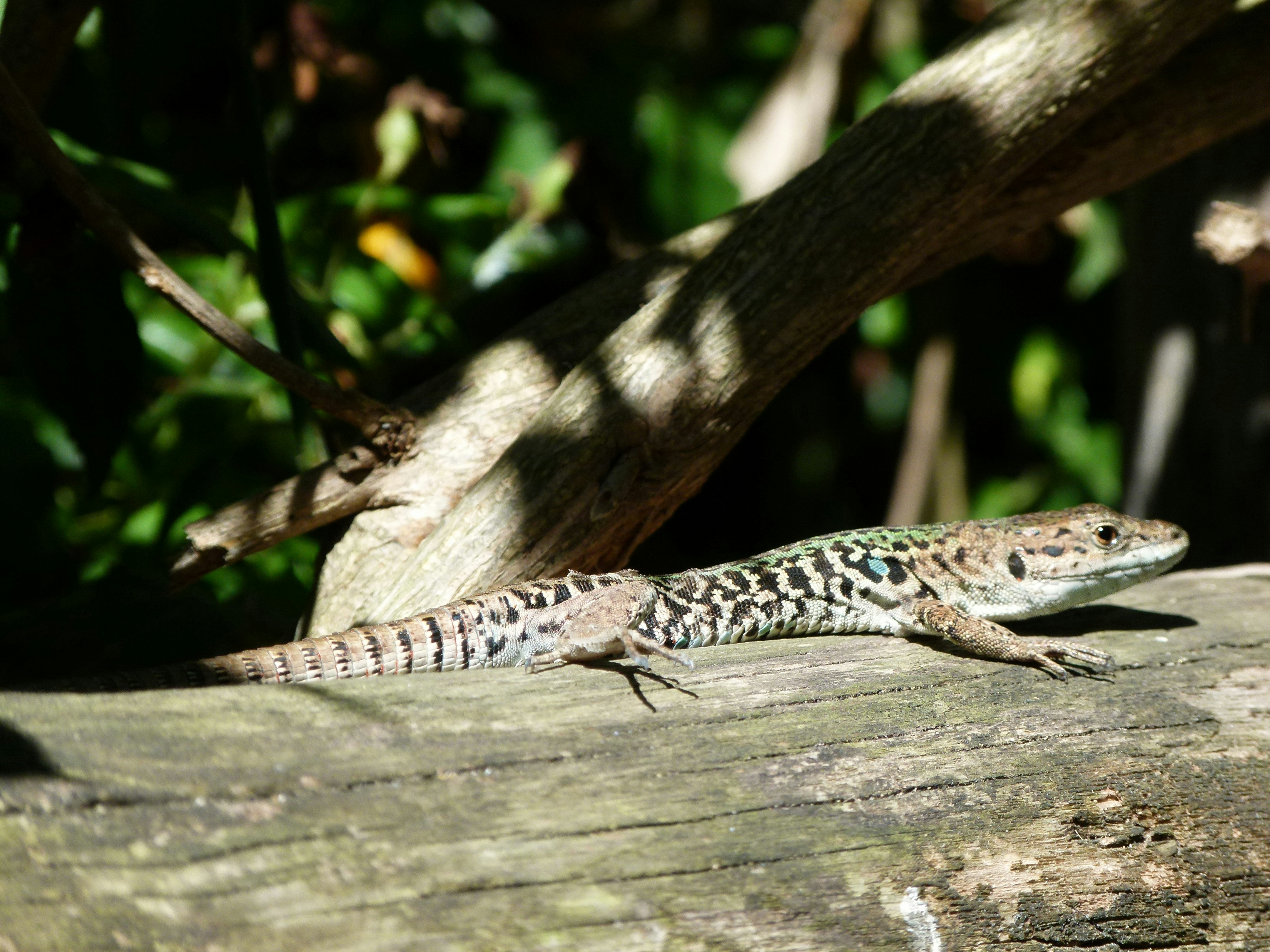 Sunlit Lizard Glide Across Weathered Wood