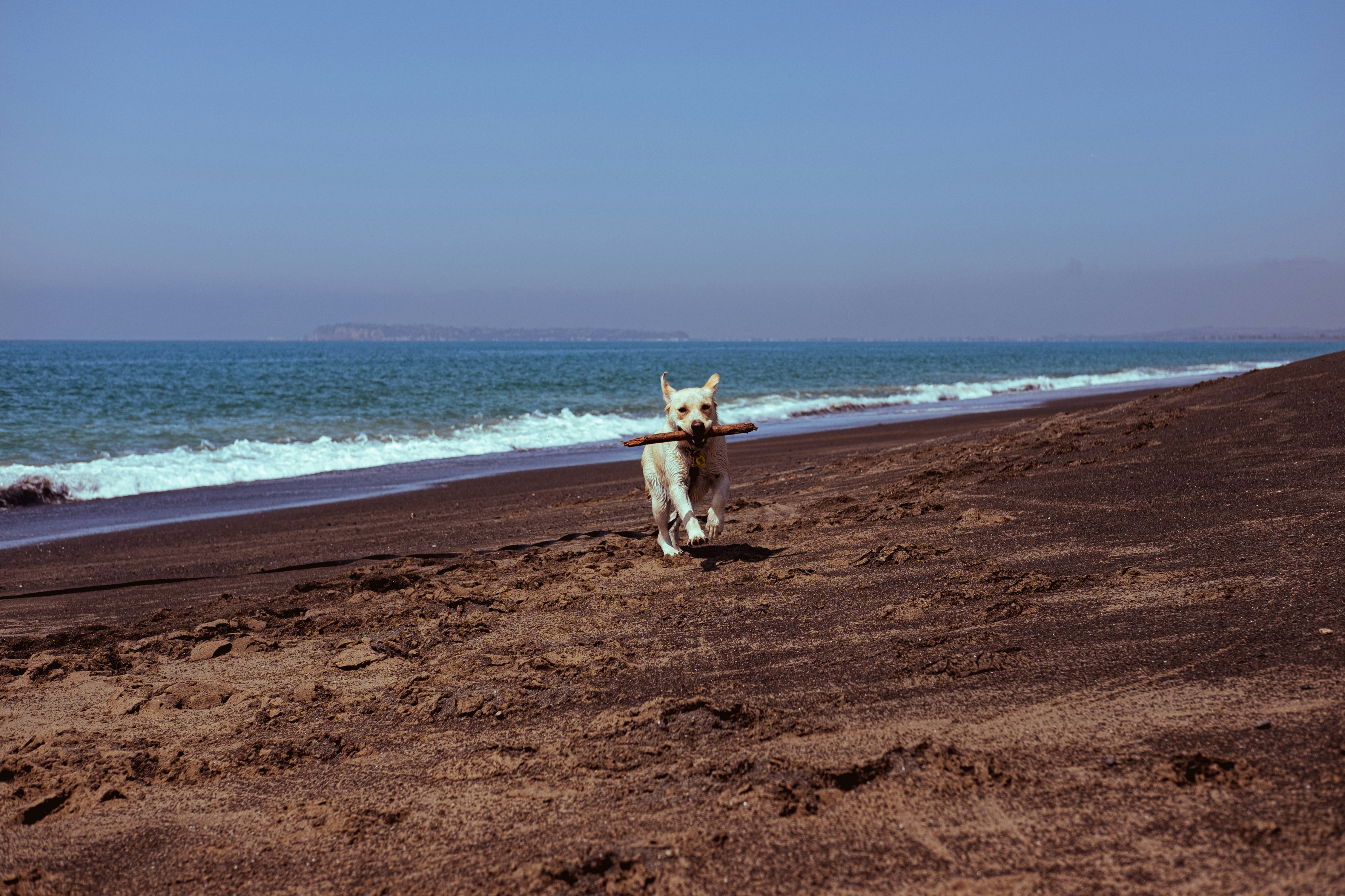 A playful dog running along a sandy beach with a stick in its mouth, waves gently lapping at the shore.