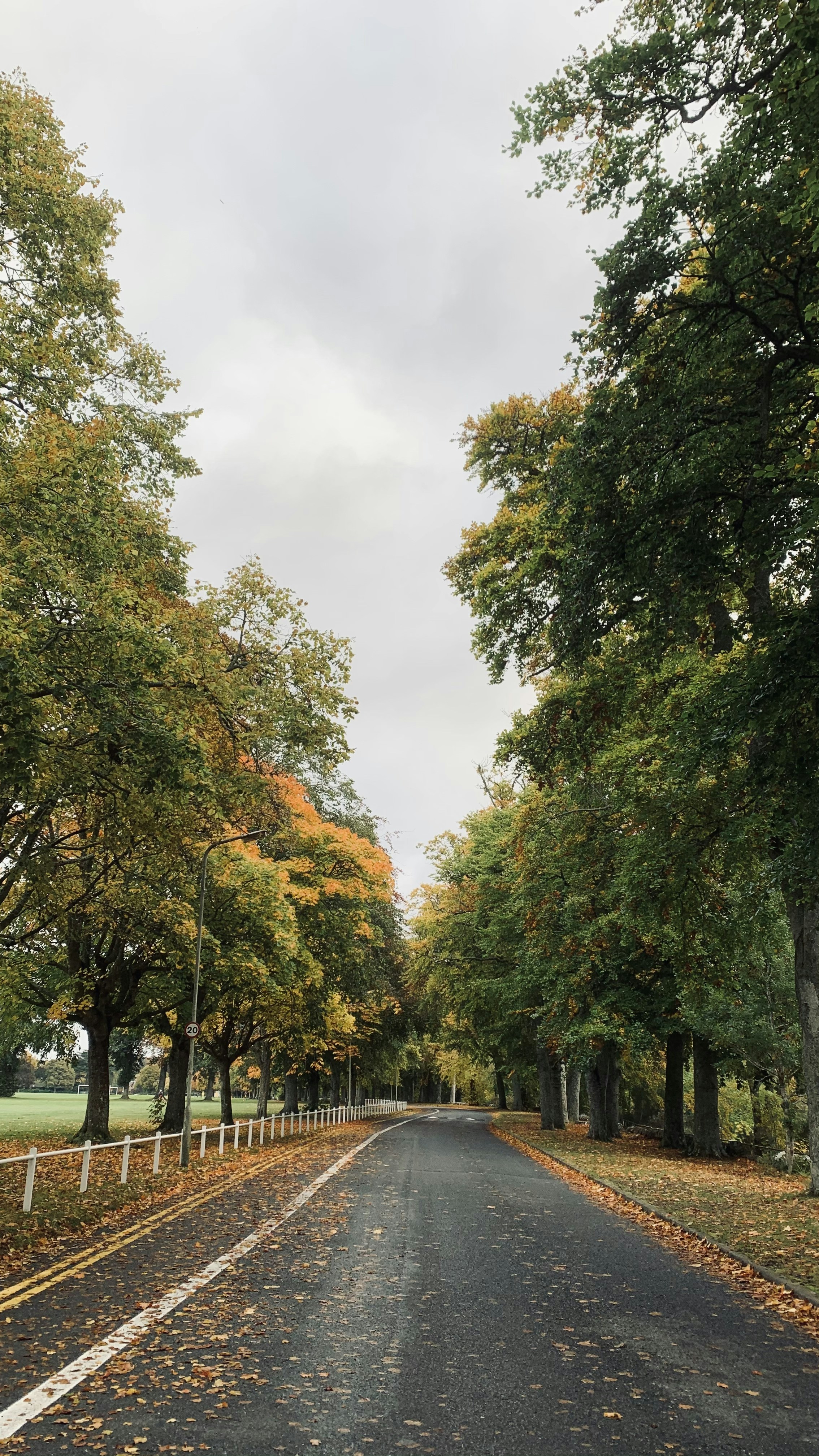 A tranquil road lined with vibrant autumn trees, their leaves transitioning to warm hues as they blanket the ground. The overcast sky adds a soft ambiance to the scene.