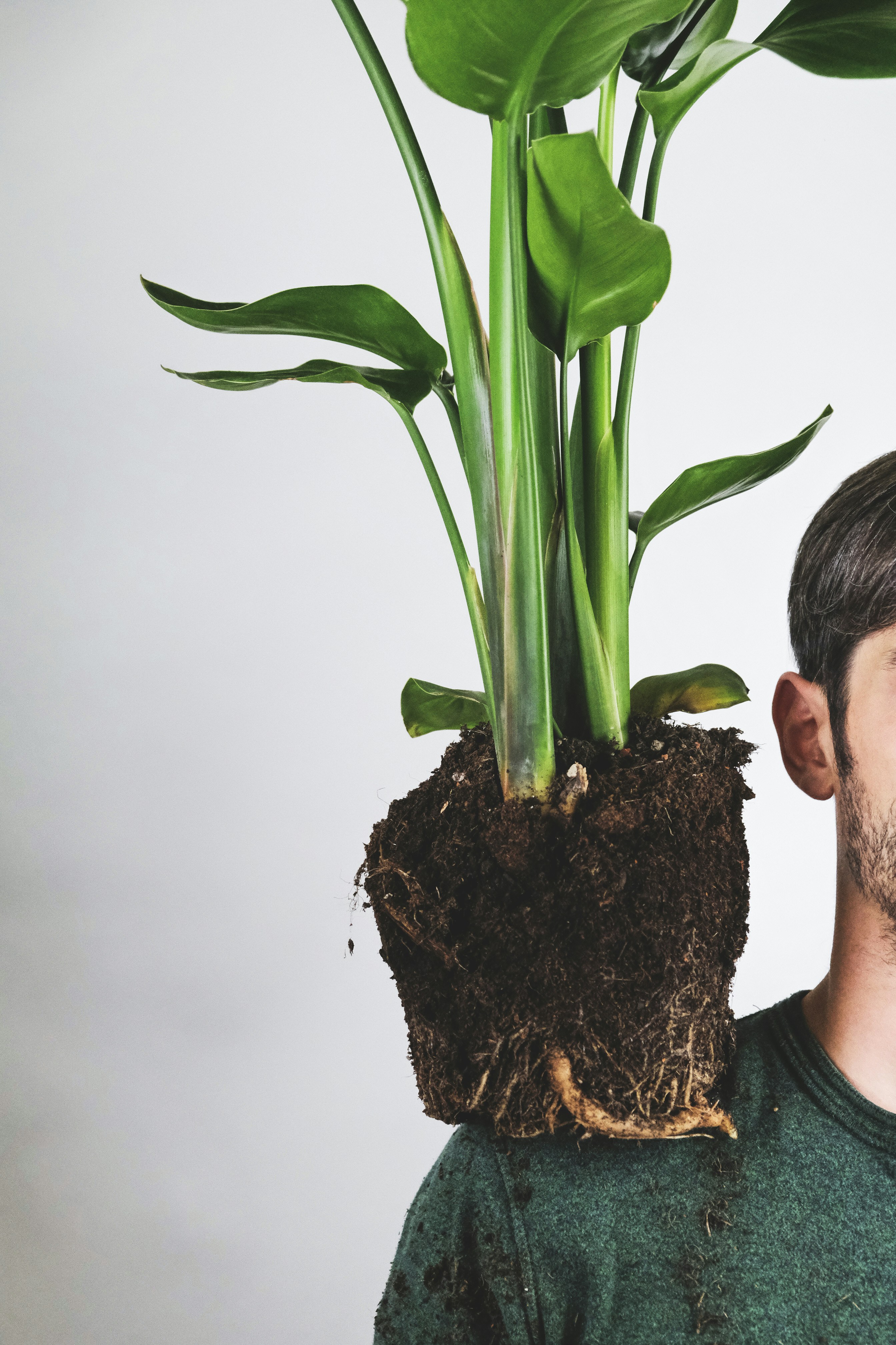 A bird-of-paradise plant sitting on a mans shoulder