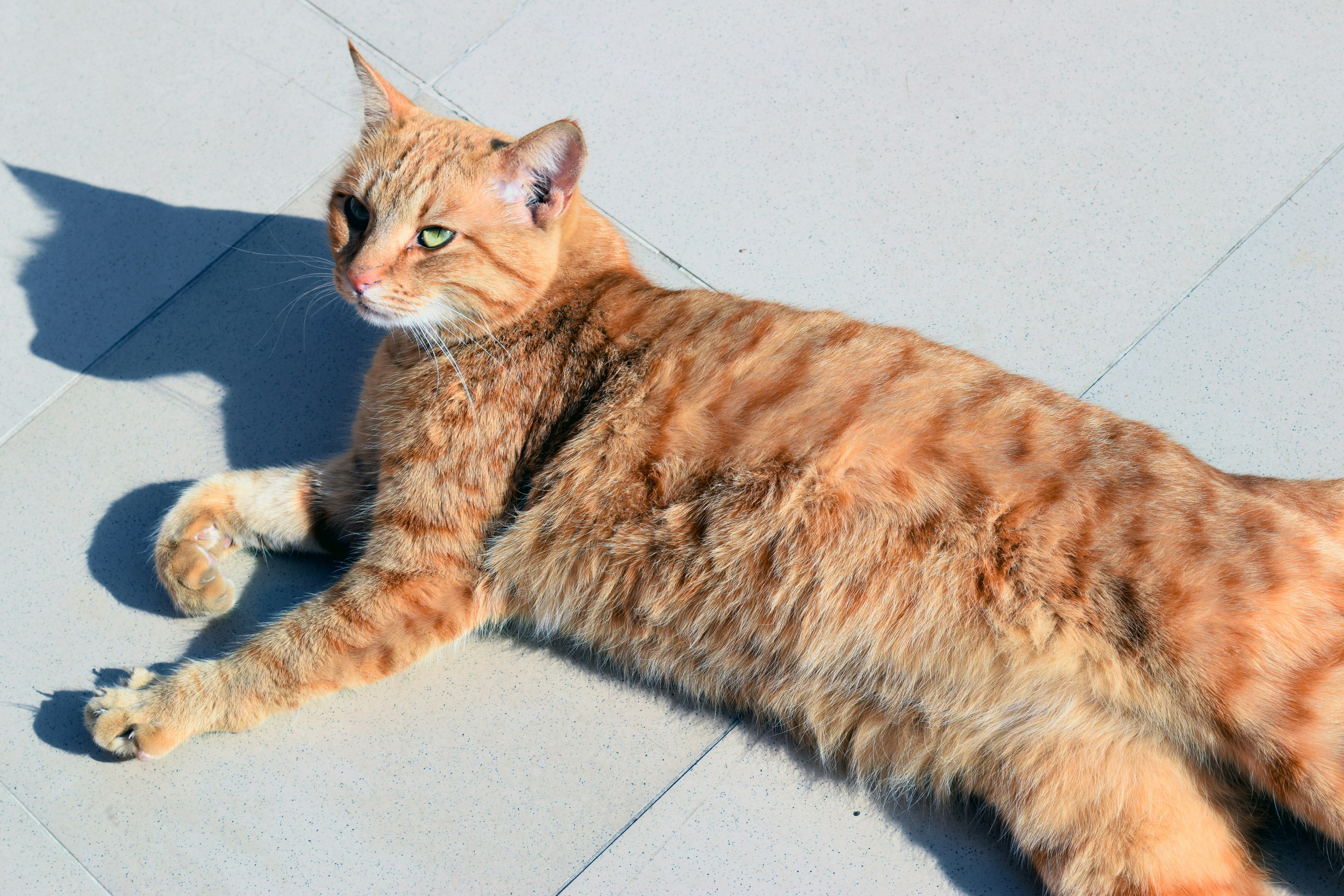 Sunlit Feline Relaxation
