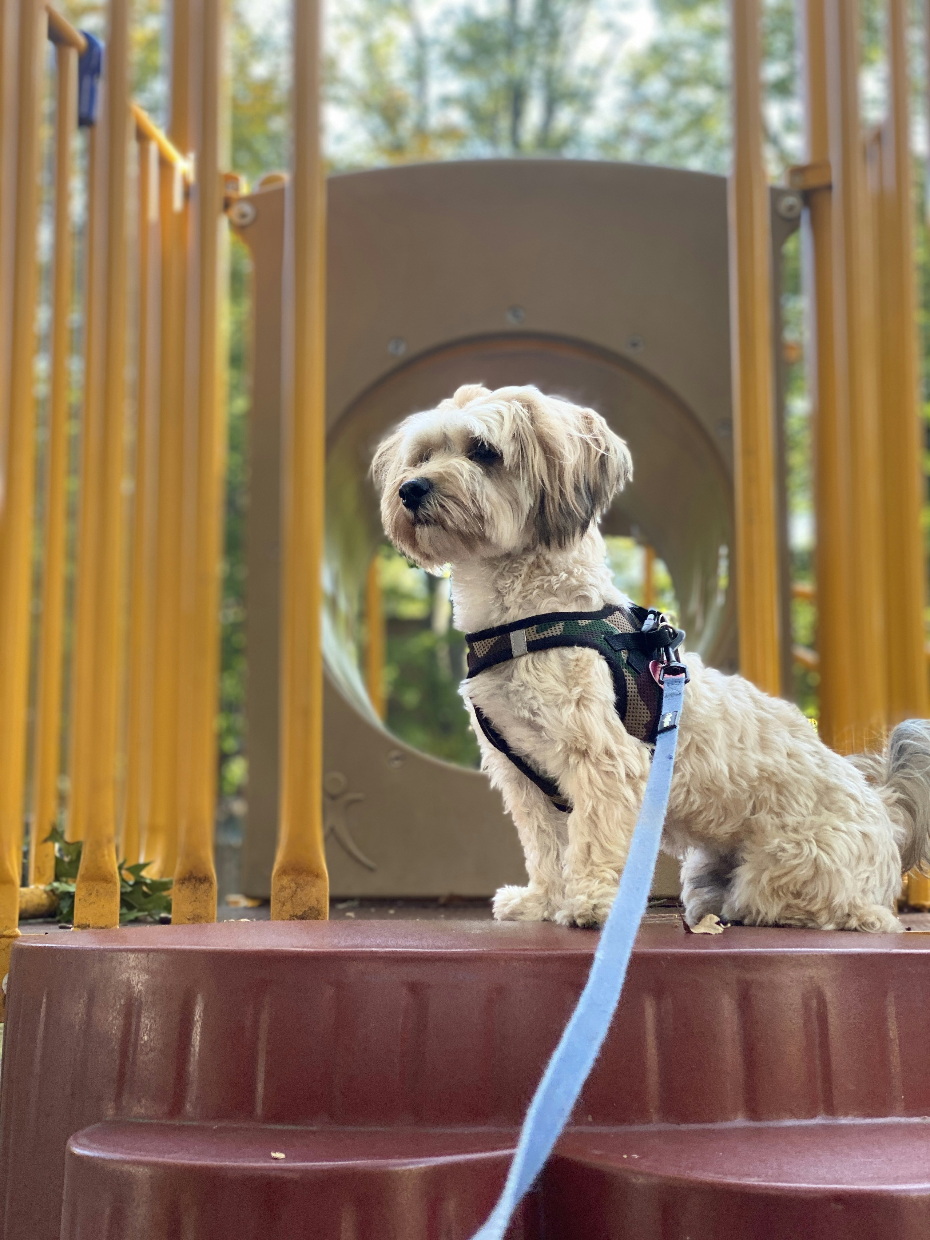 Mutt Pictures | Download Free Images on Unsplash