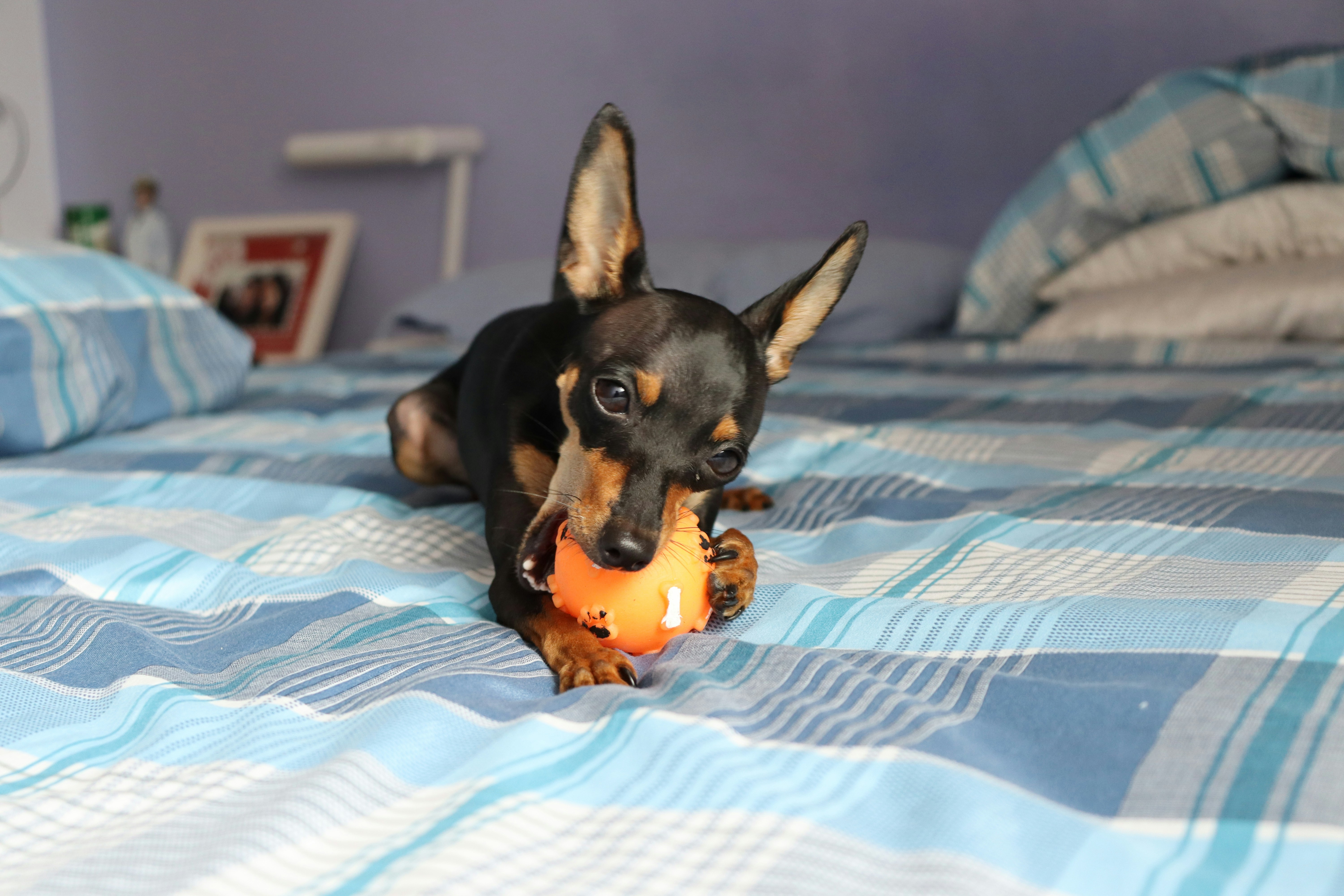 Miniature Pinscher happily chewing on a bright orange toy while lounging on a plaid bedspread.