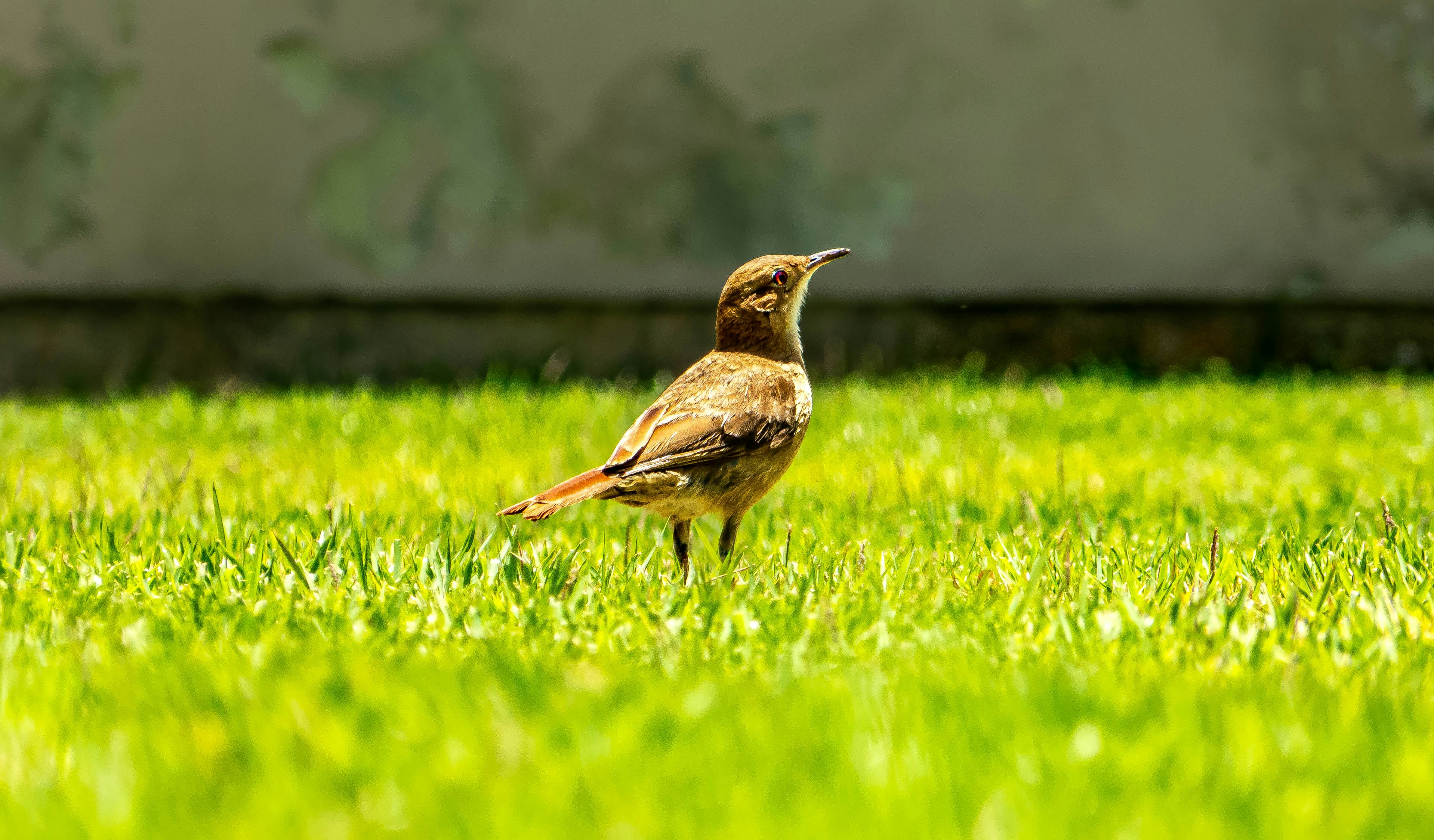 A small brown songbird stands alert on sunlit grass with a softly blurred backdrop. The composition highlights the bird as the focal point against a vivid green foreground.