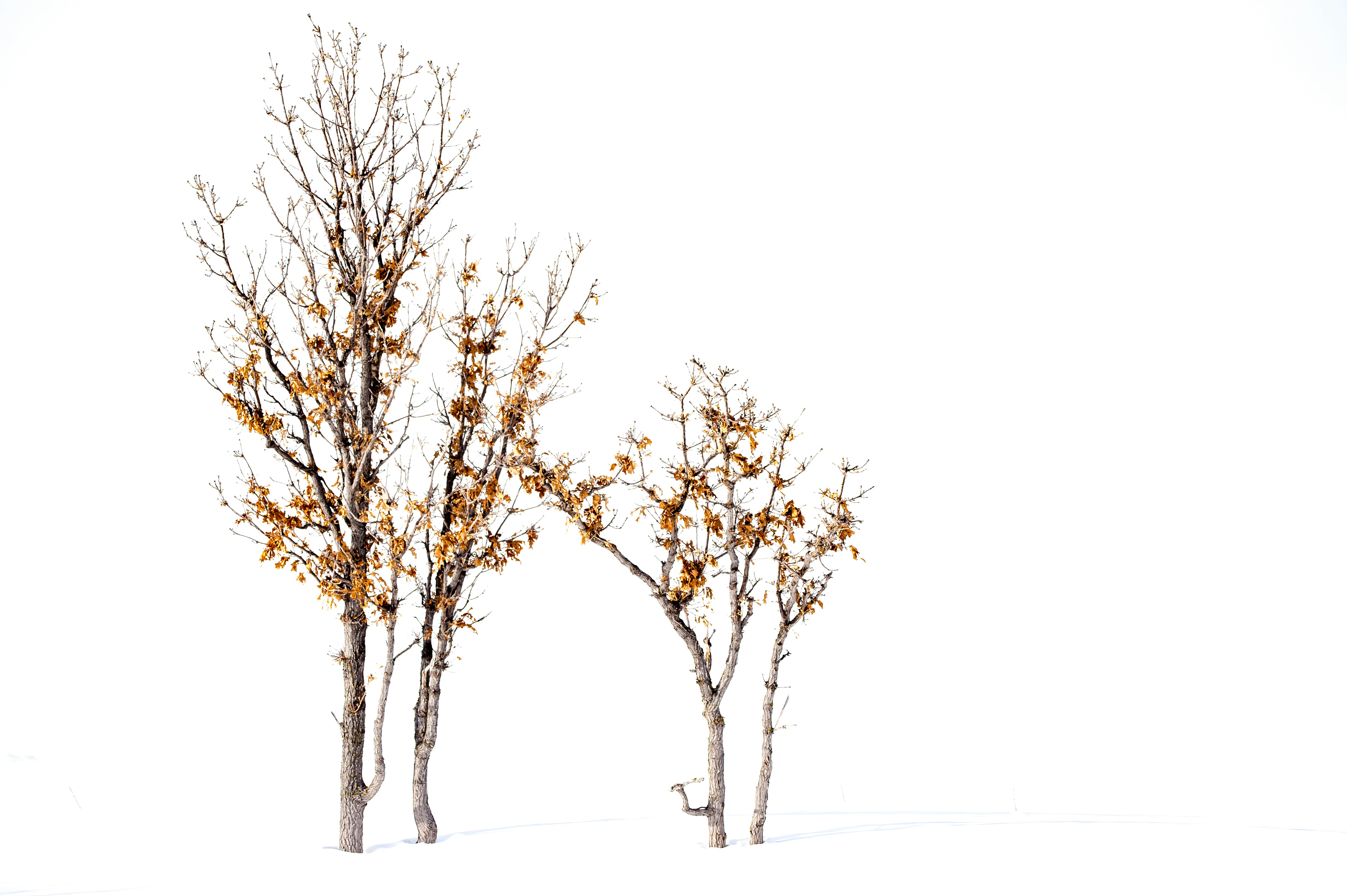 Winter Silence: Twin Trees Against a Blank Sky