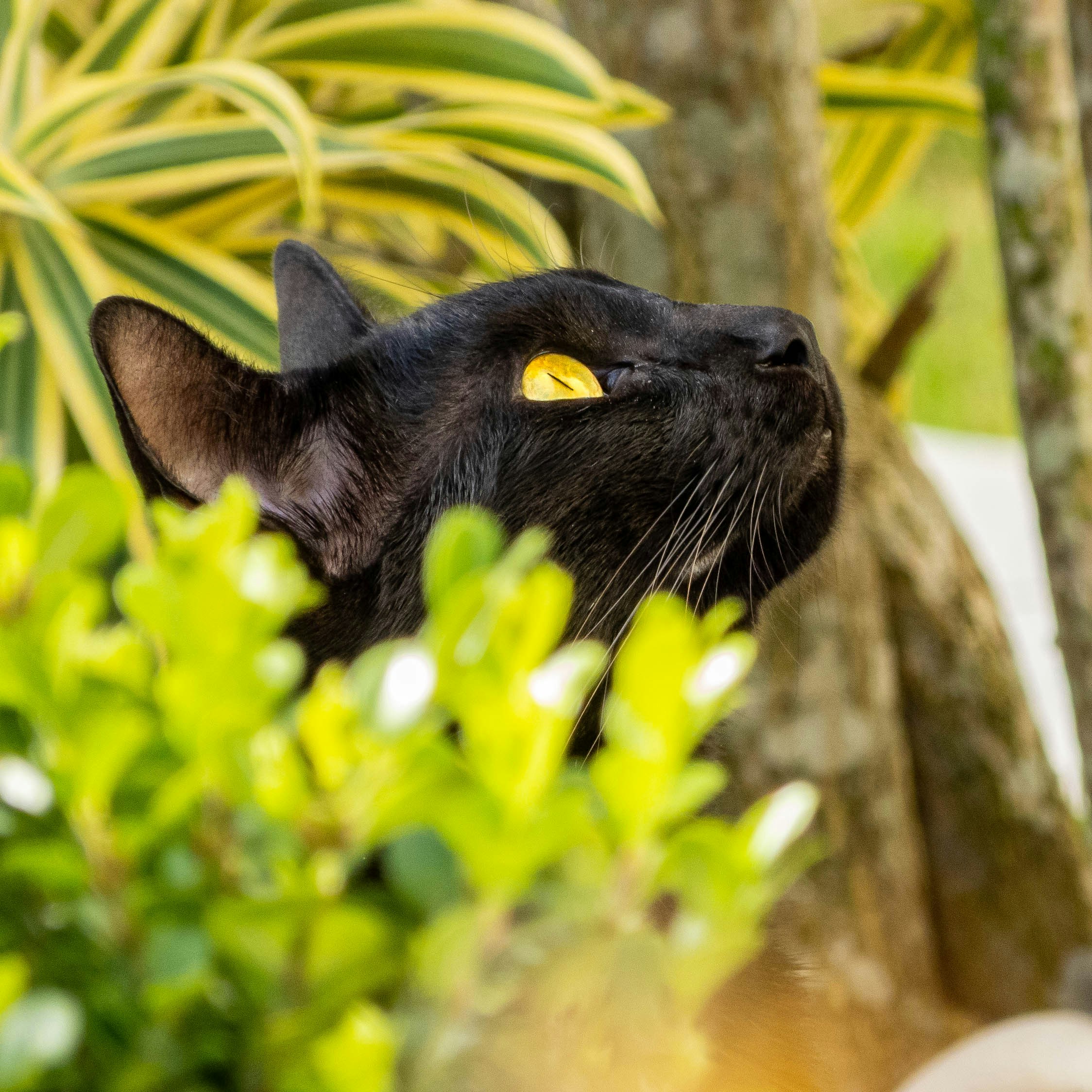 Black Cat in Botanics: A Curious Gaze Among Leaves