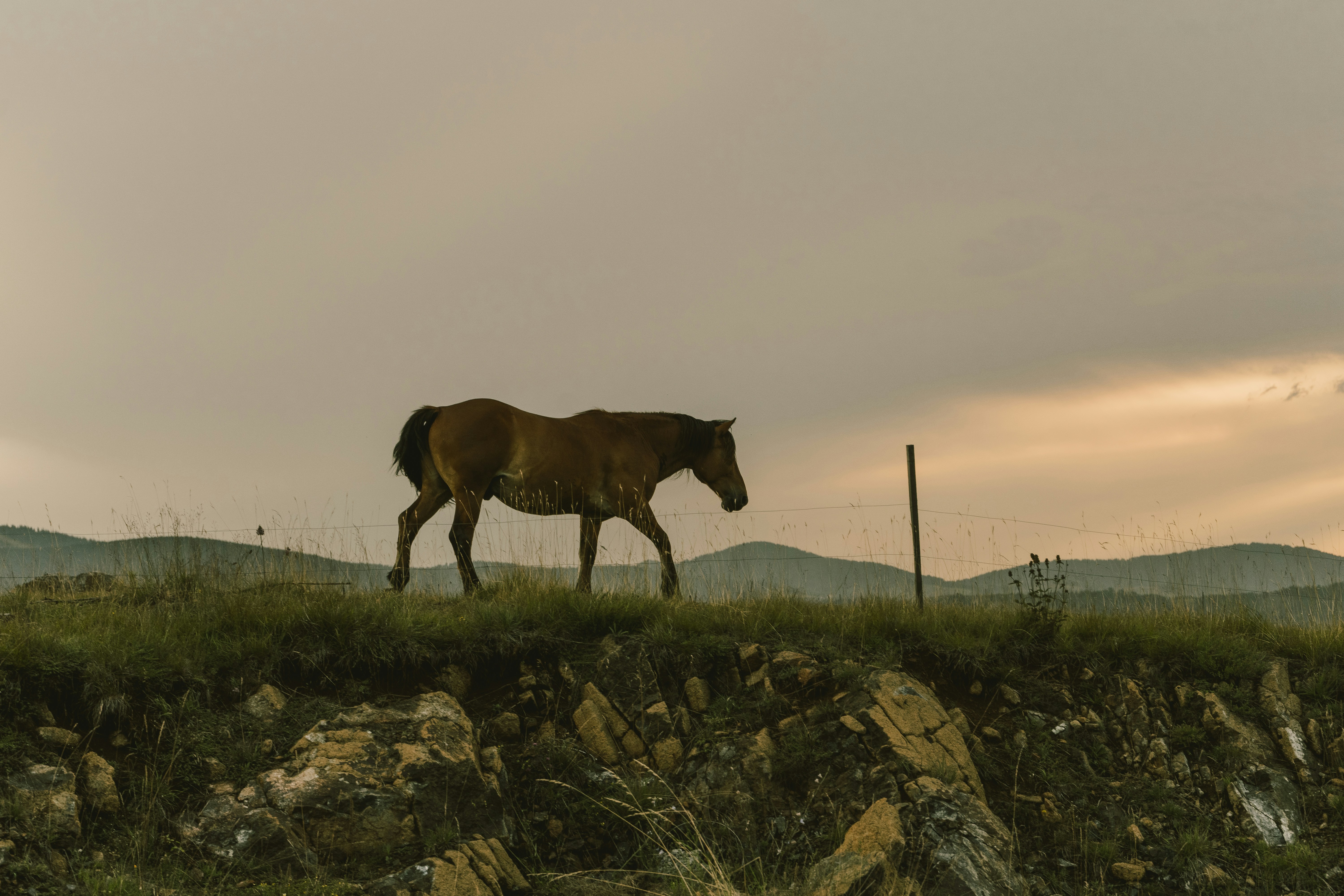 brown horse on green grass field during daytime