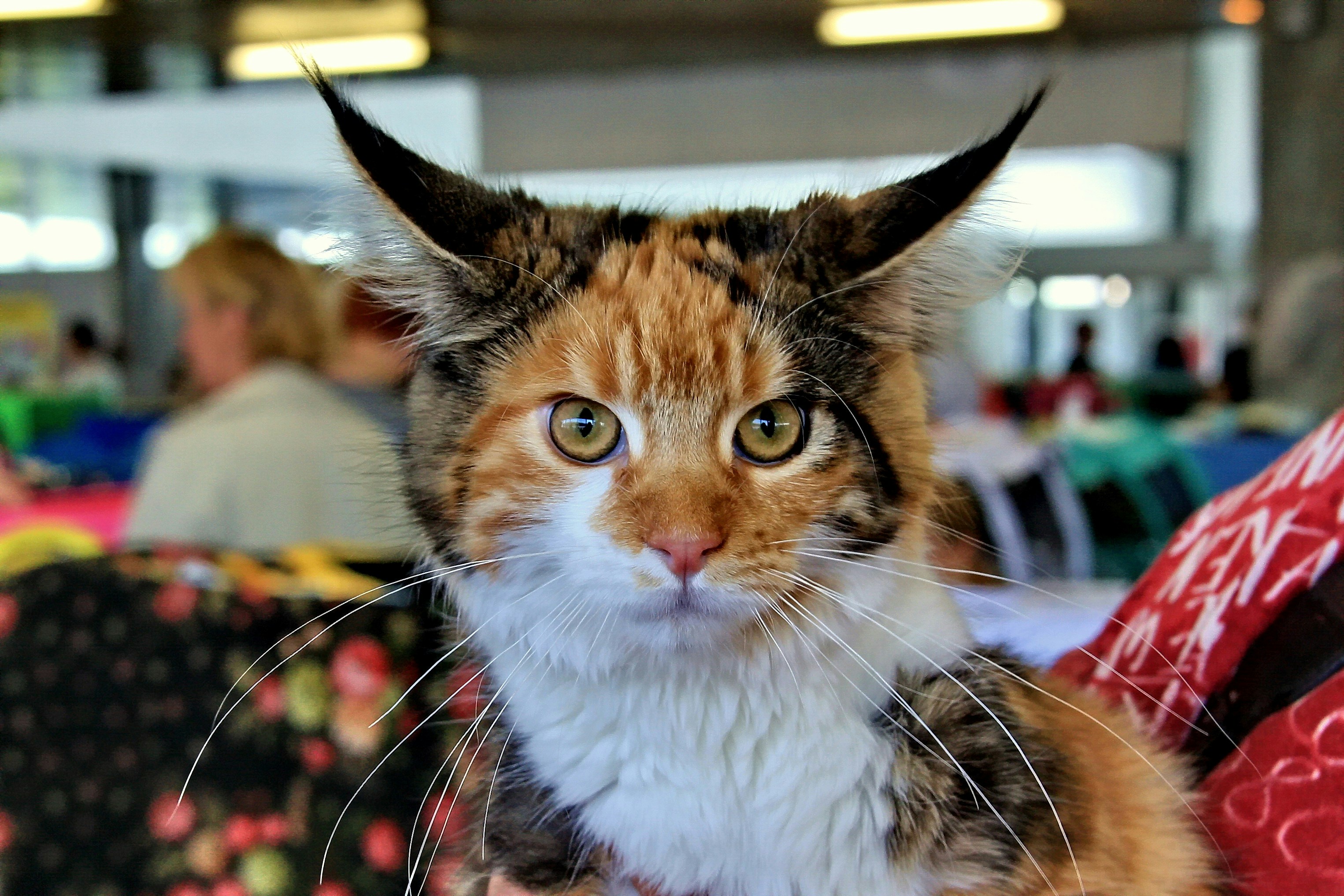 Direct Gaze at a Cat Show: close-up of a calm calico