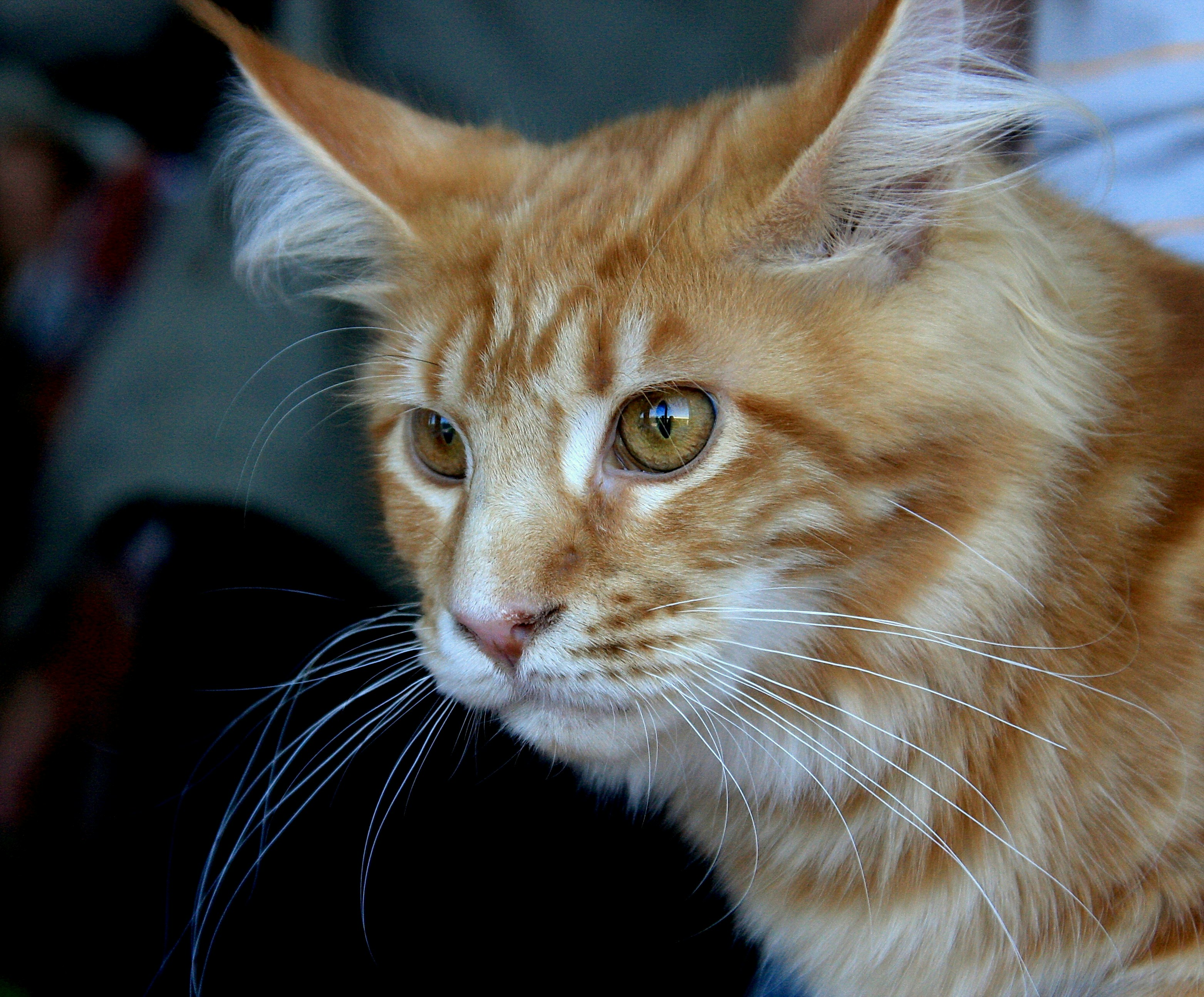 Amber Gaze: Close-Up Portrait of a Ginger Cat
