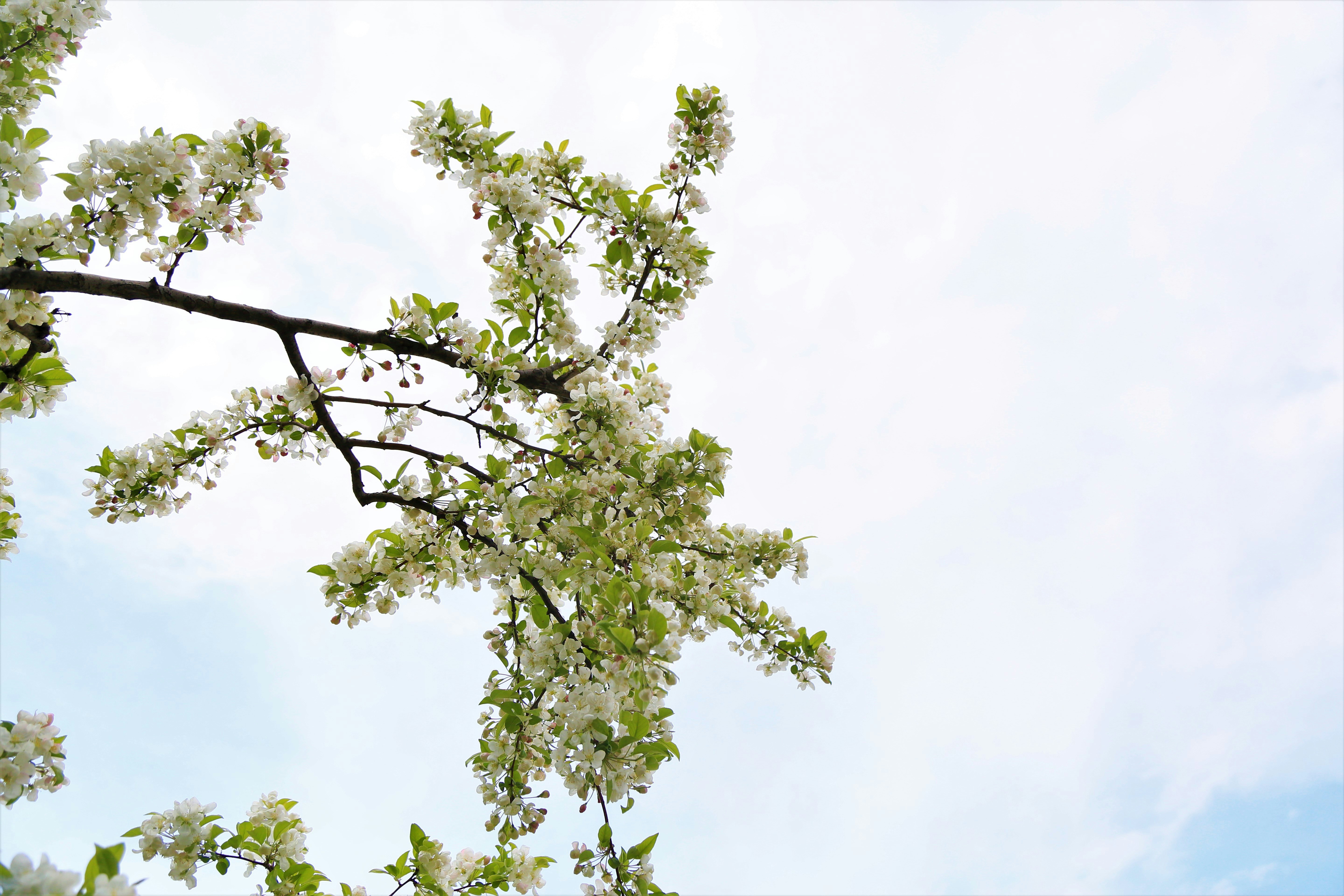 Branching White: Spring Blossoms Framing a Sky