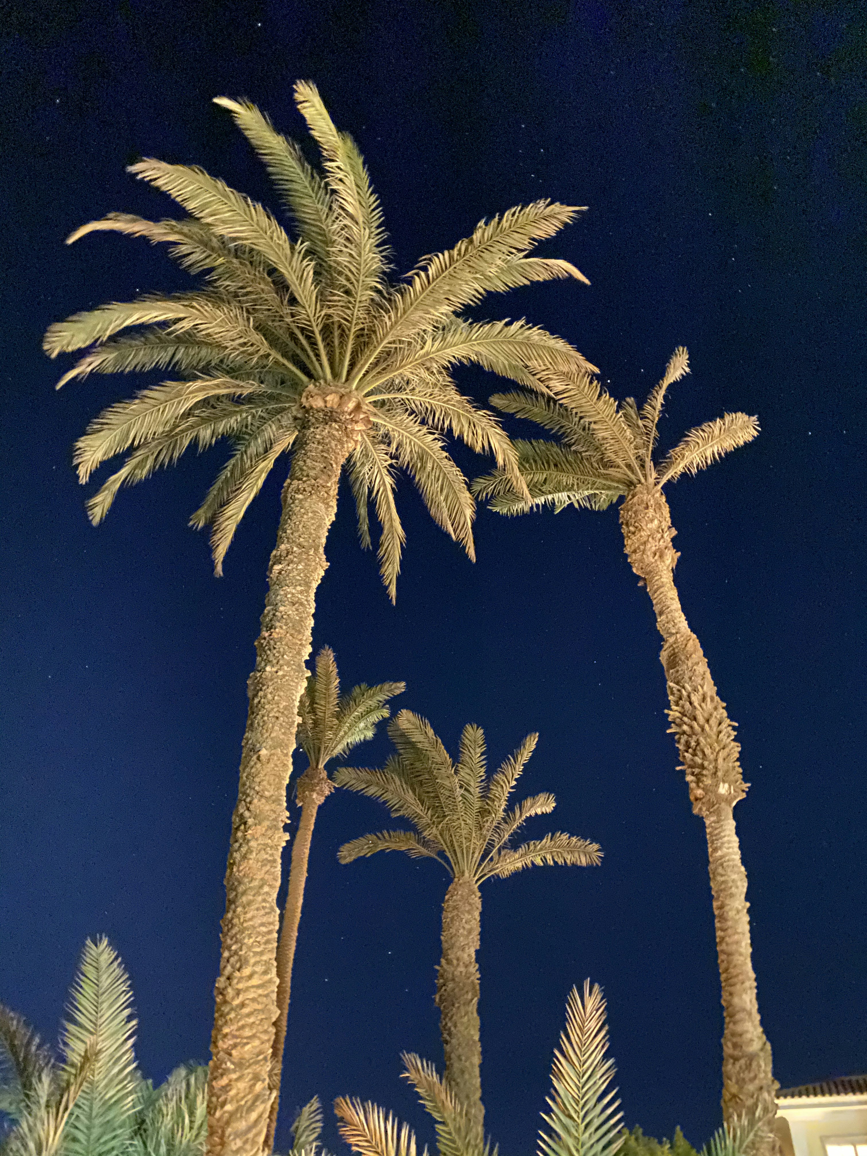 Crowned by Constellations: Palm Trunks Against a Star-Strewn Night